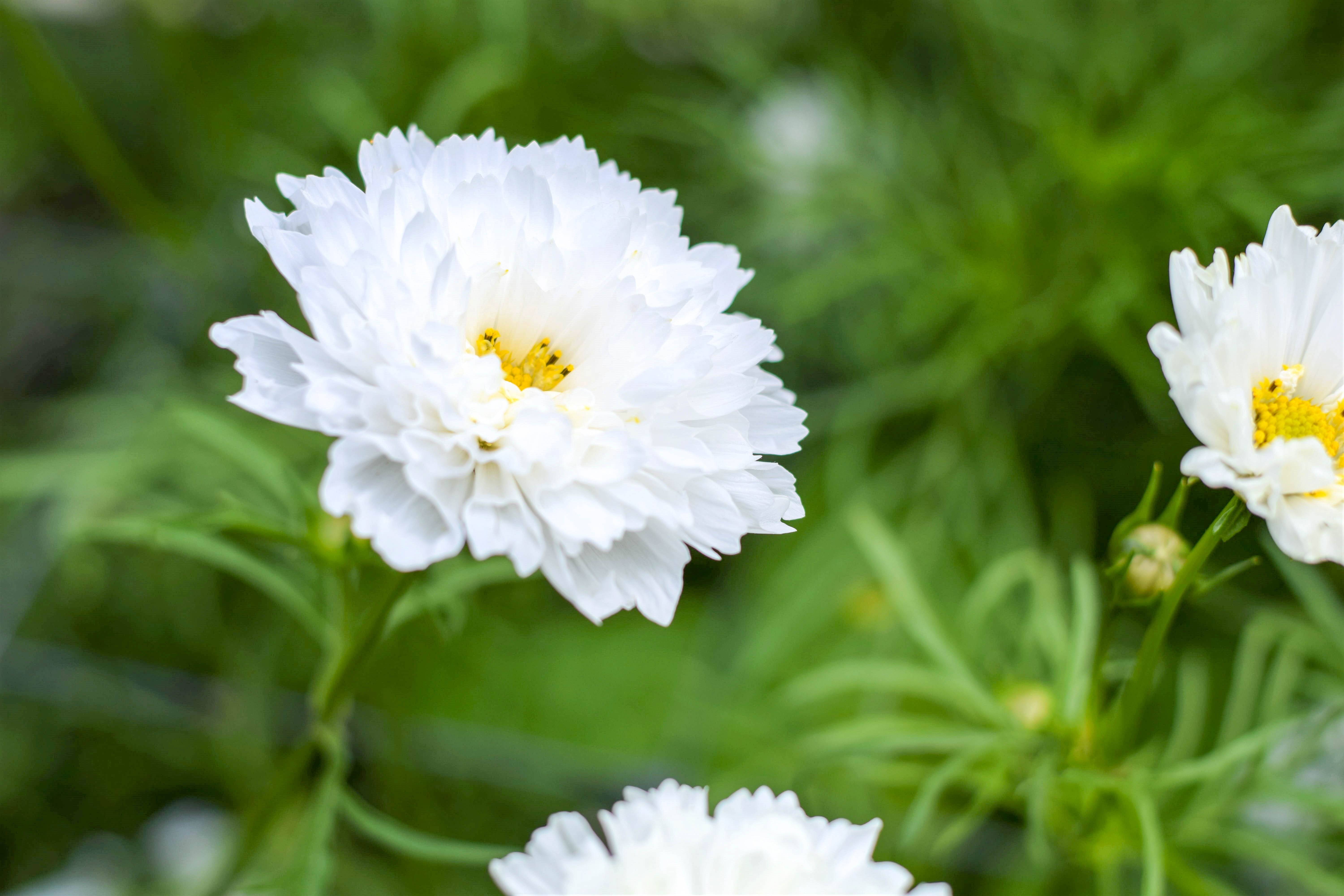 Cosmos Snow Puff – Zoe Woodward Gardening