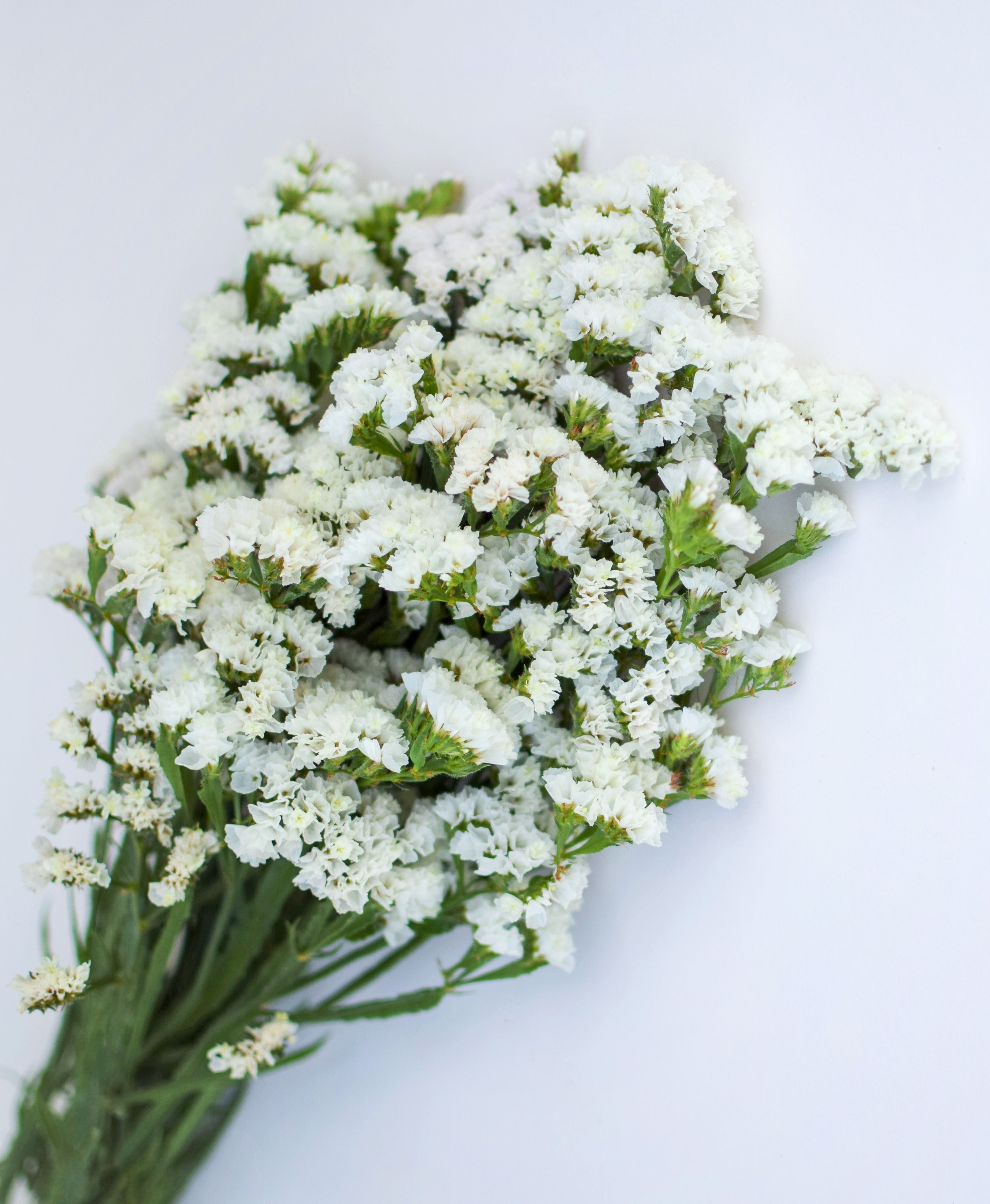 Statice White – Zoe Woodward Gardening