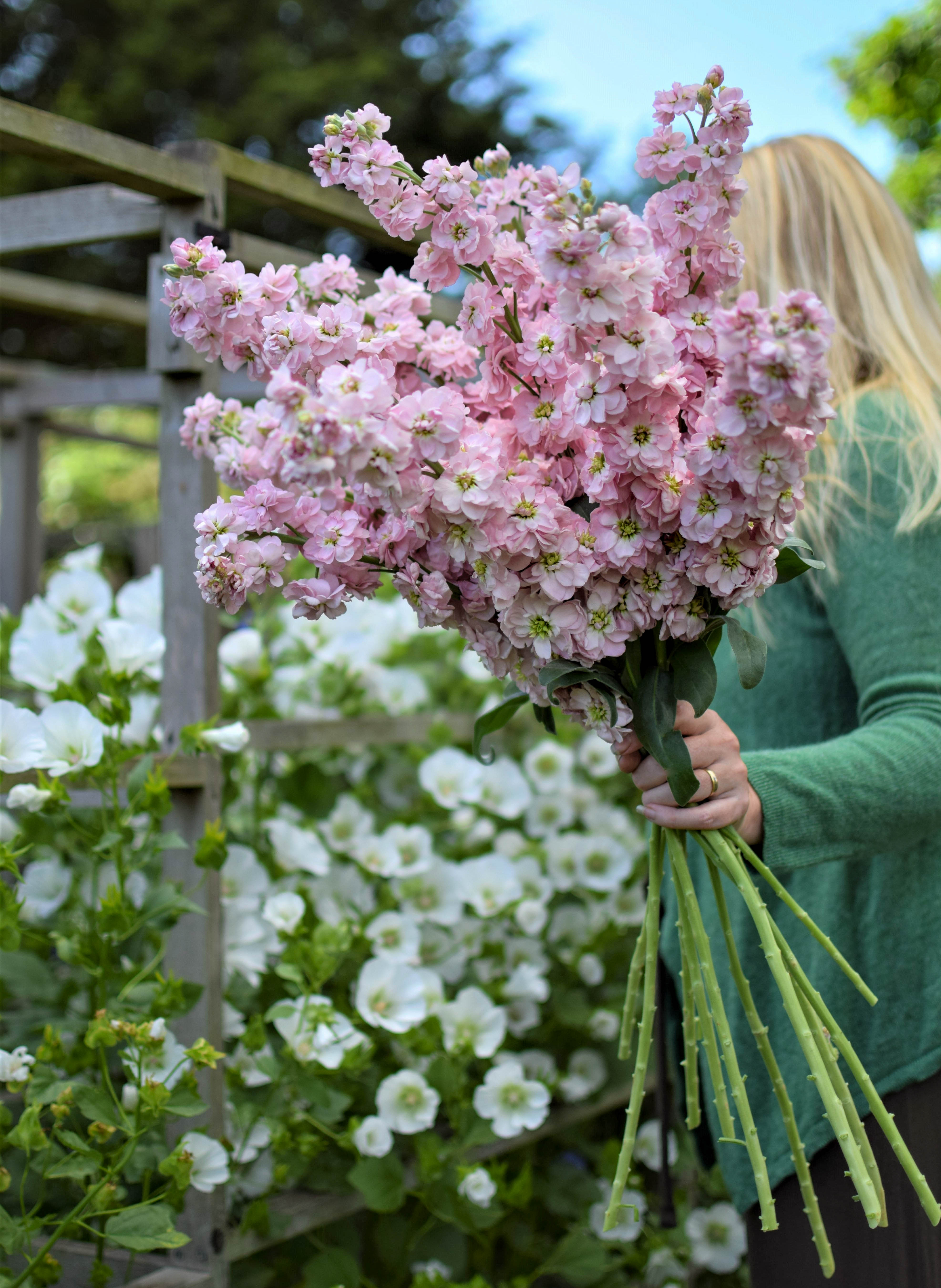 Stock Malmaison Pink Matthiola incana – Zoe Woodward Gardening