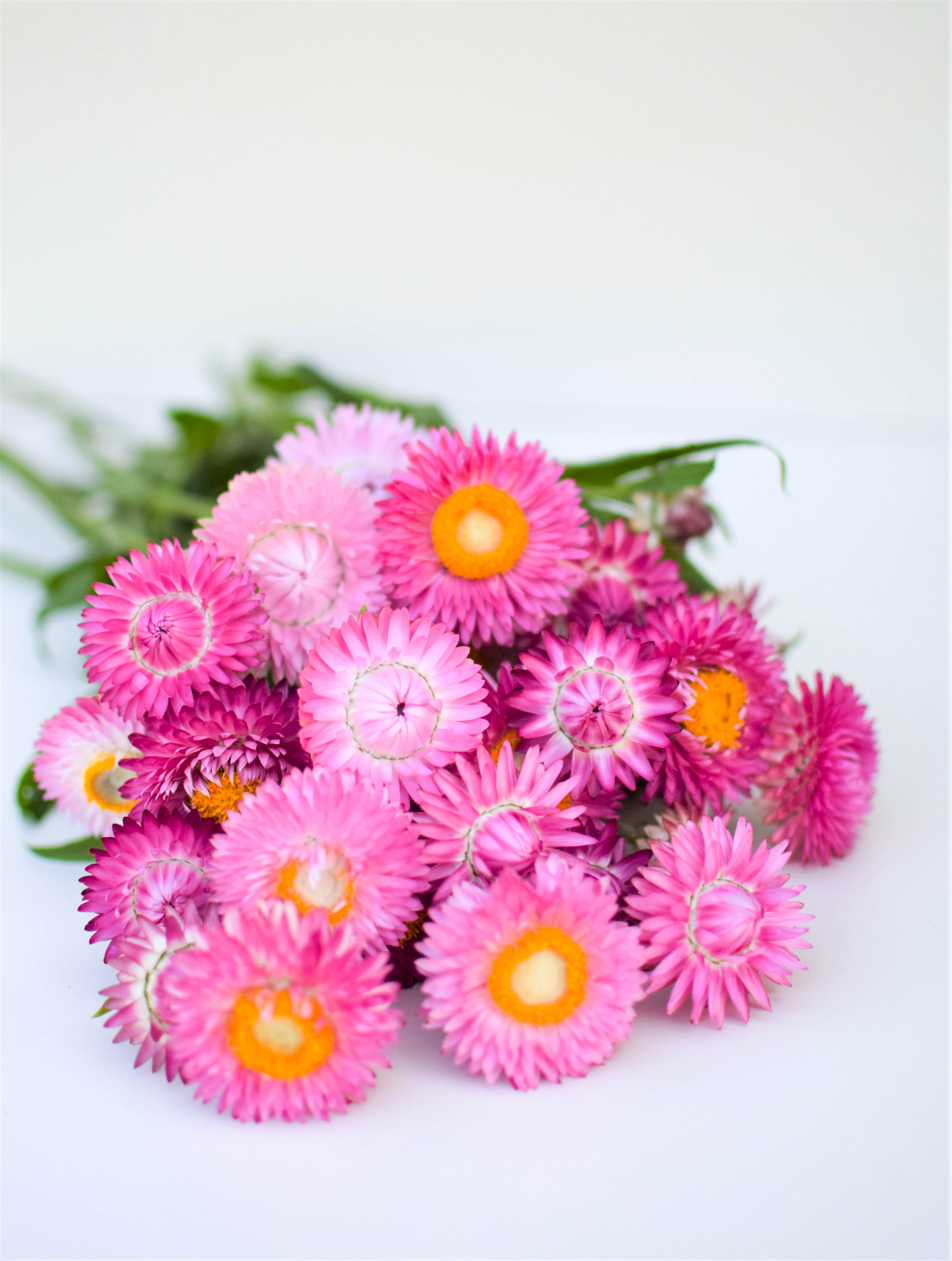 Strawflower Raspberry Rose – Zoe Woodward Gardening
