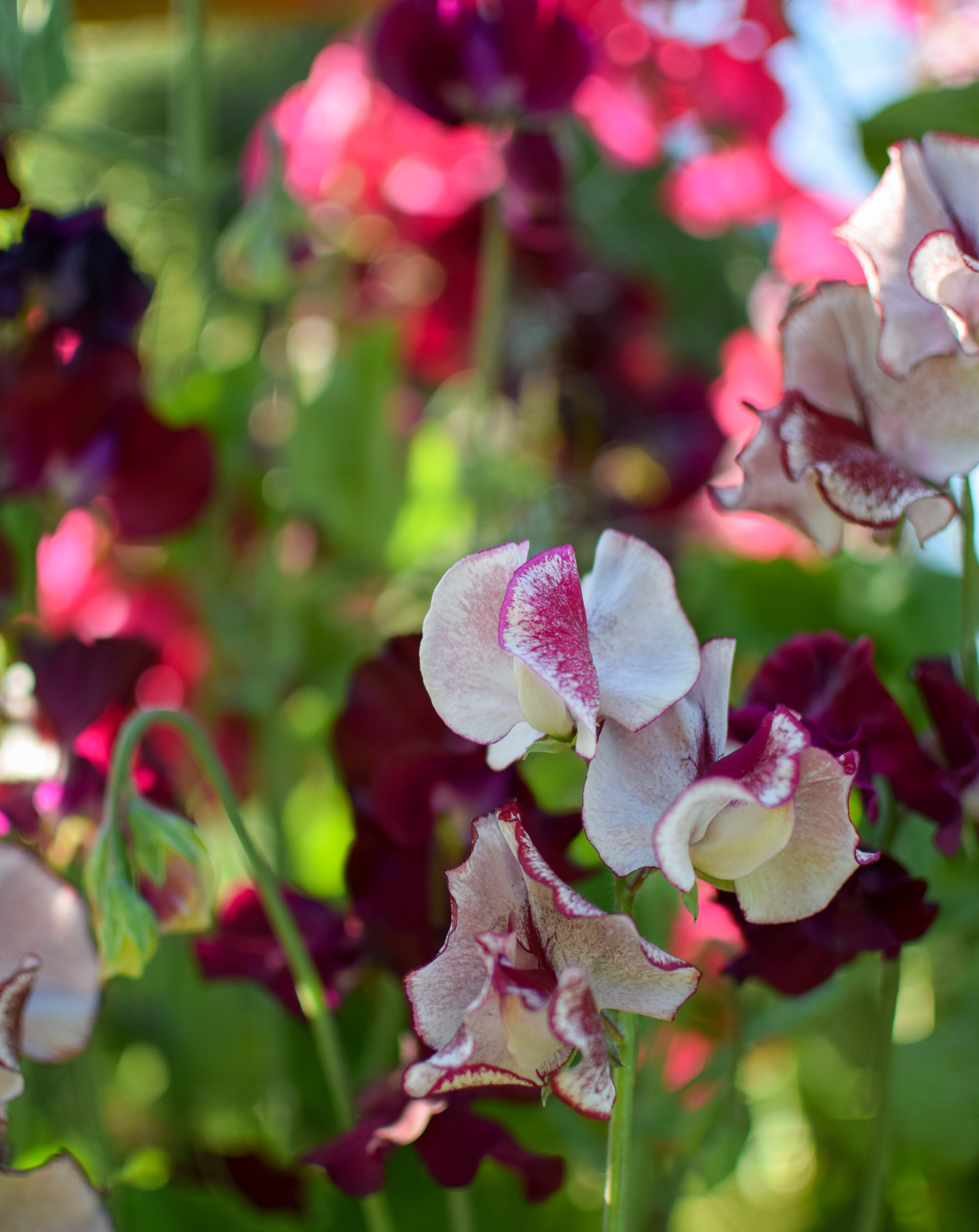 Sweet Pea Allan Hodgson and Lisa Marie 30-1 – Zoe Woodward Gardening