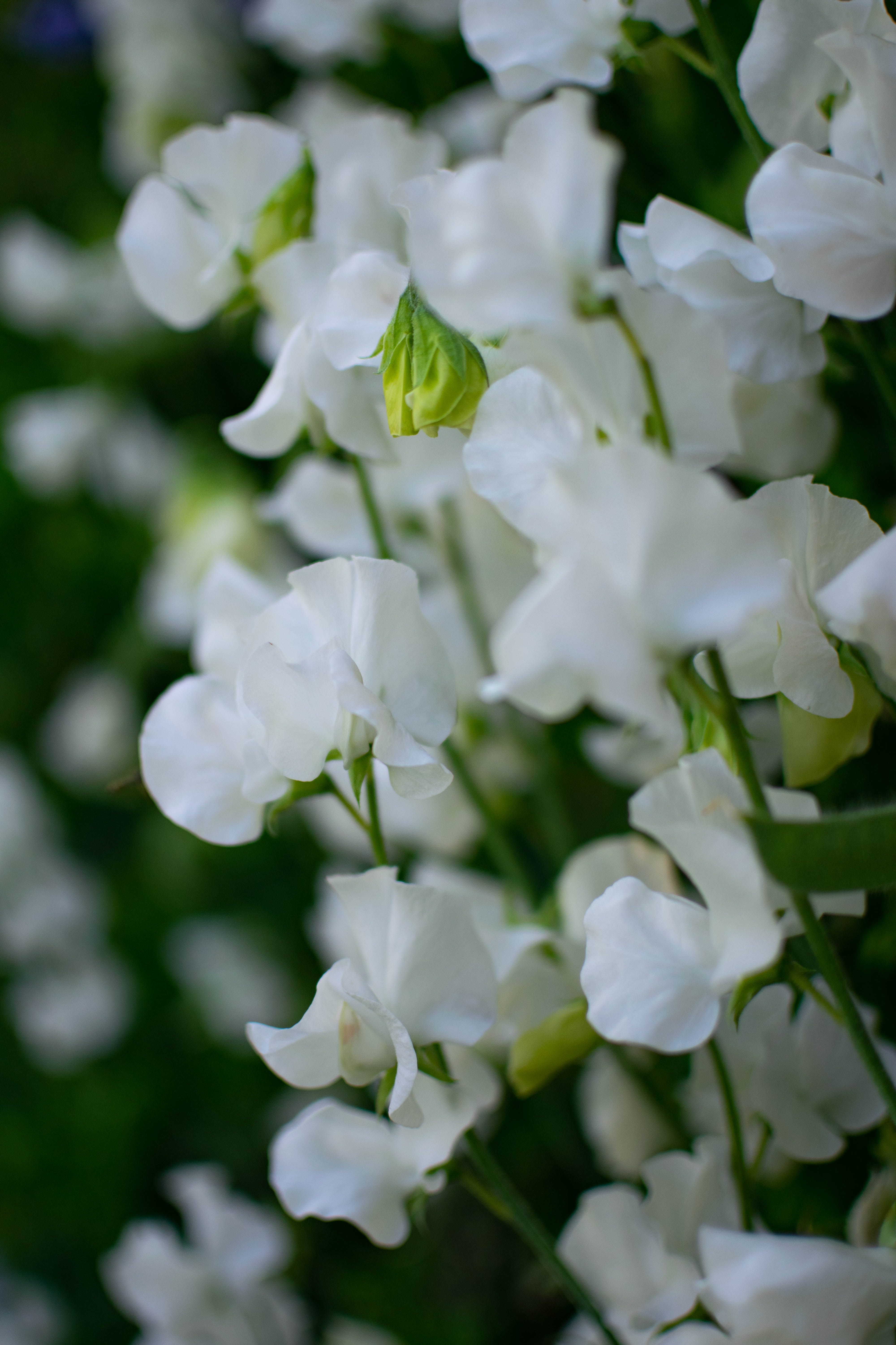 Sweet Pea ‘Spring Sunshine White’ – Zoe Woodward Gardening