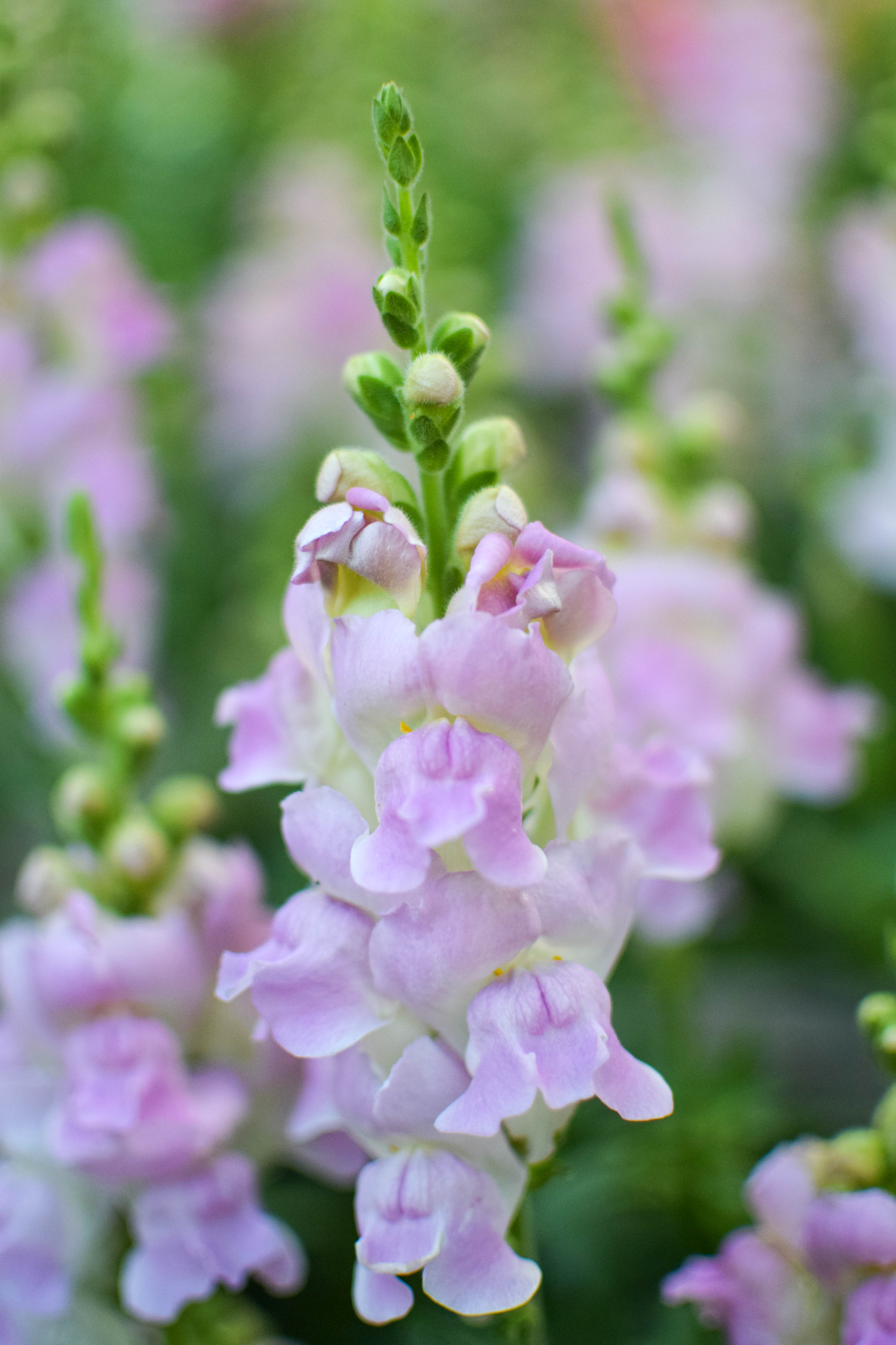 Snapdragon Antirrhinum majus Legend Light Pink -1 – Zoe Woodward Gardening