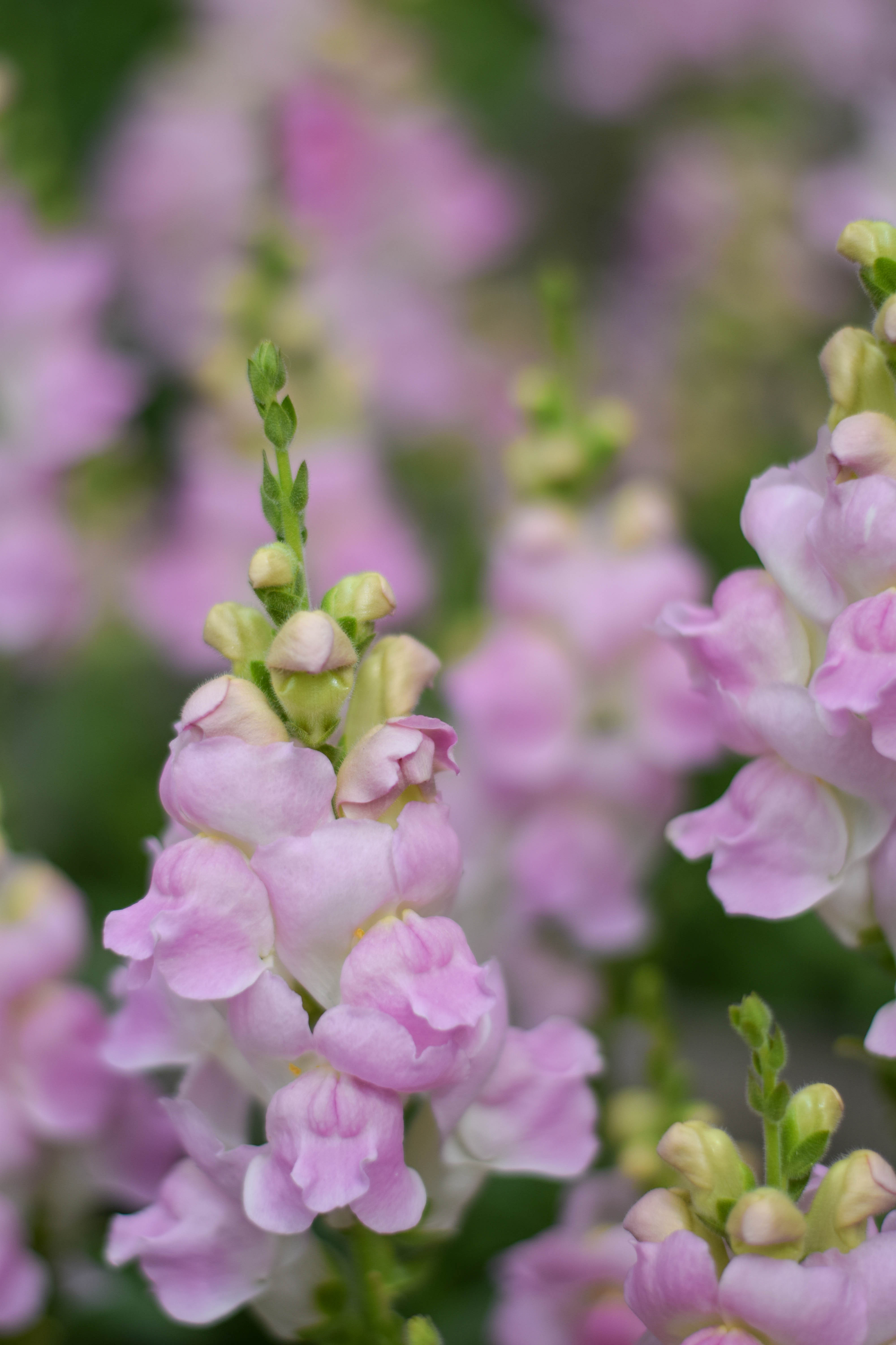 Snapdragon Antirrhinum majus Legend Light Pink 4-1 – Zoe Woodward Gardening