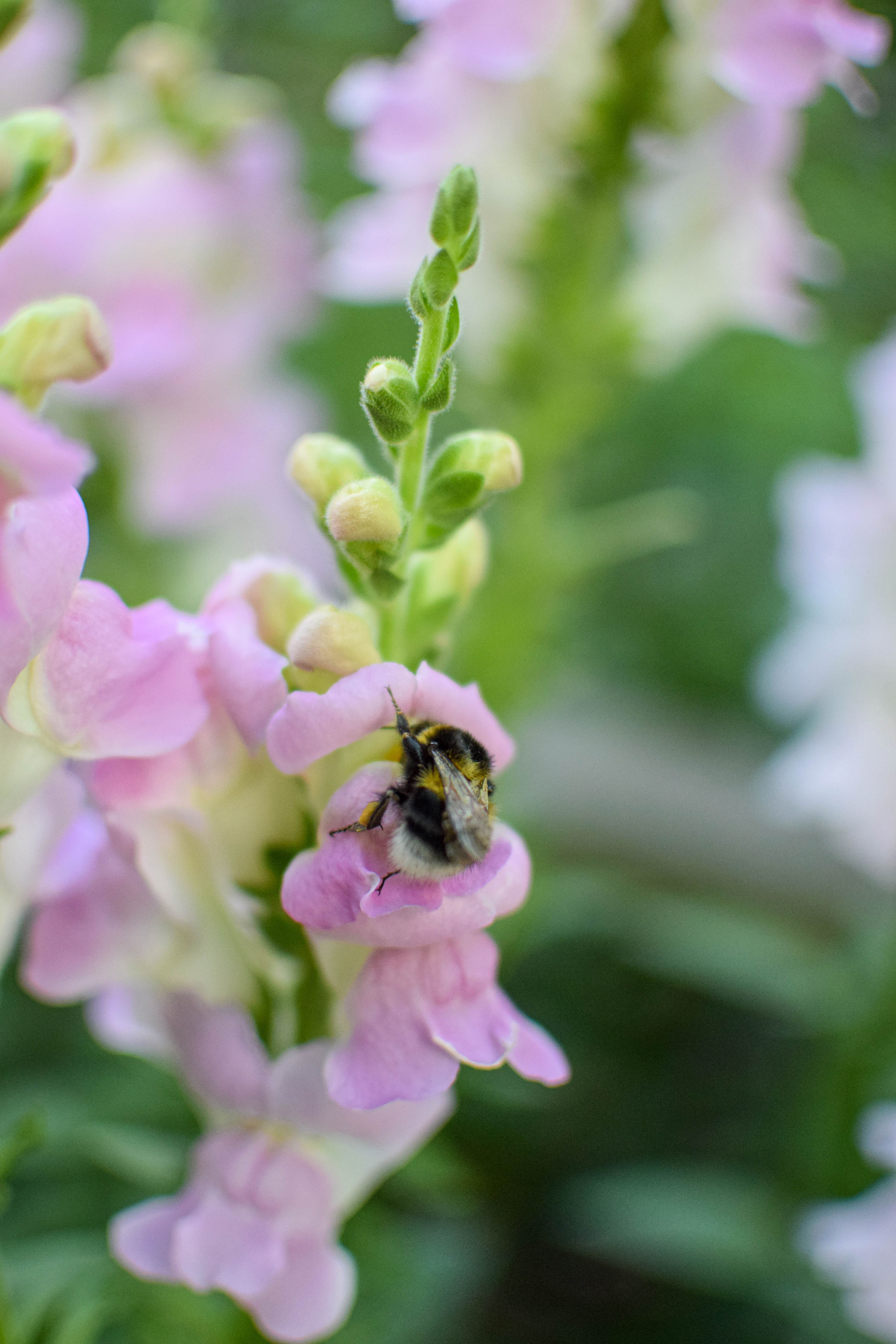 Snapdragon Antirrhinum majus Legend Light Pink Bee 2-1 – Zoe Woodward ...