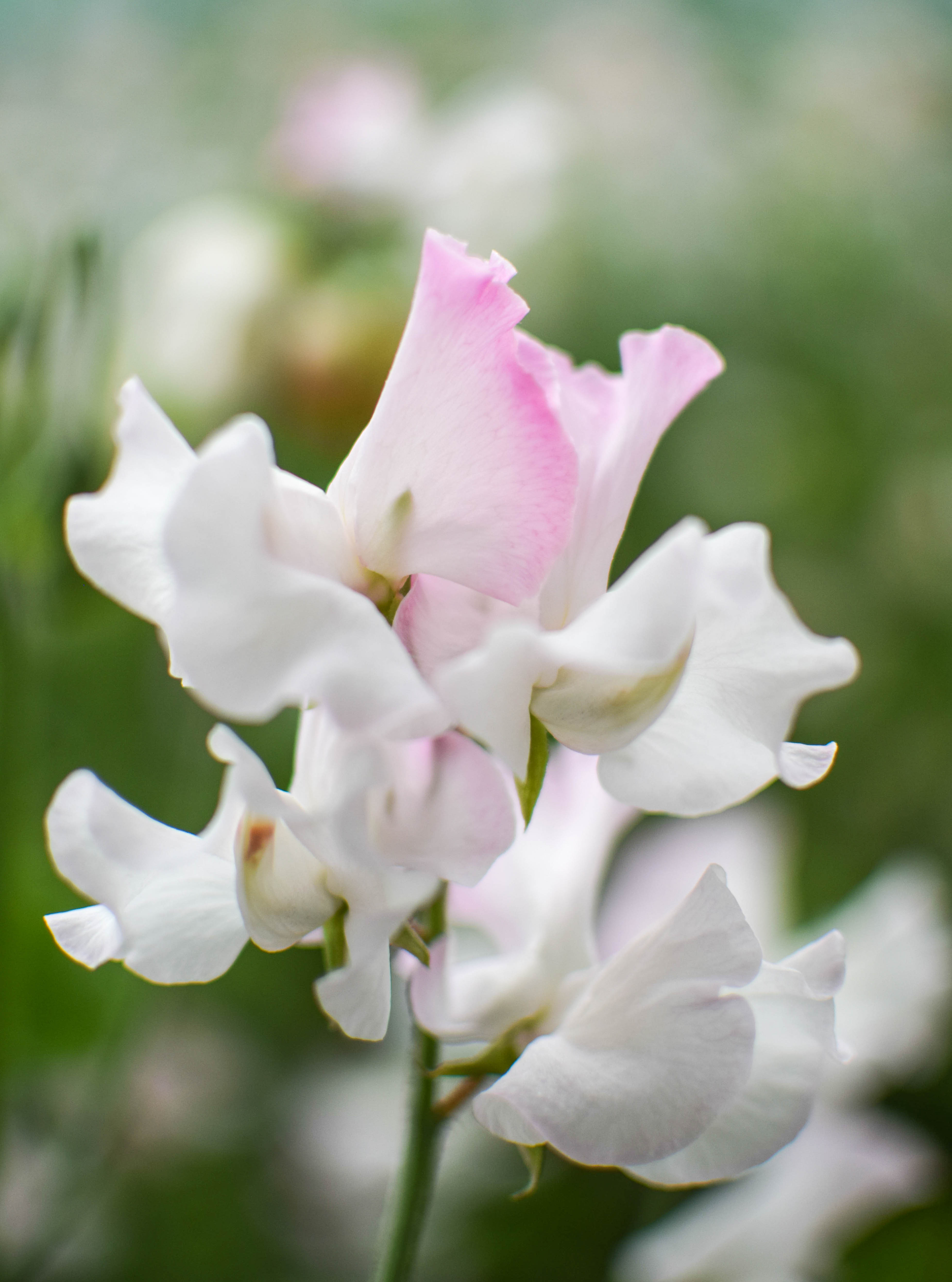 Sweet Pea Lathyrus odoratus Anniversary 1 Crop-1 – Zoe Woodward Gardening