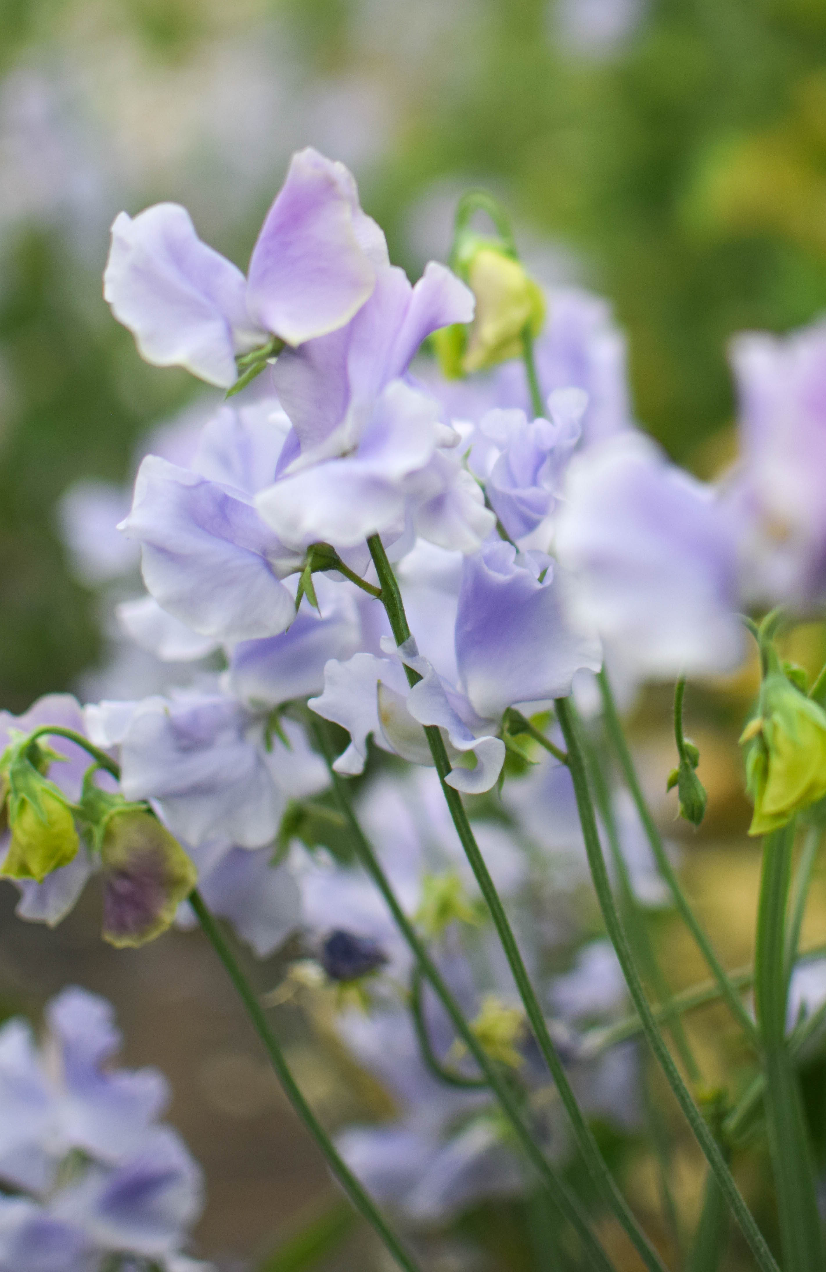 Sweet Pea Lathyrus odoratus Ballerina Blue 1-1 – Zoe Woodward Gardening
