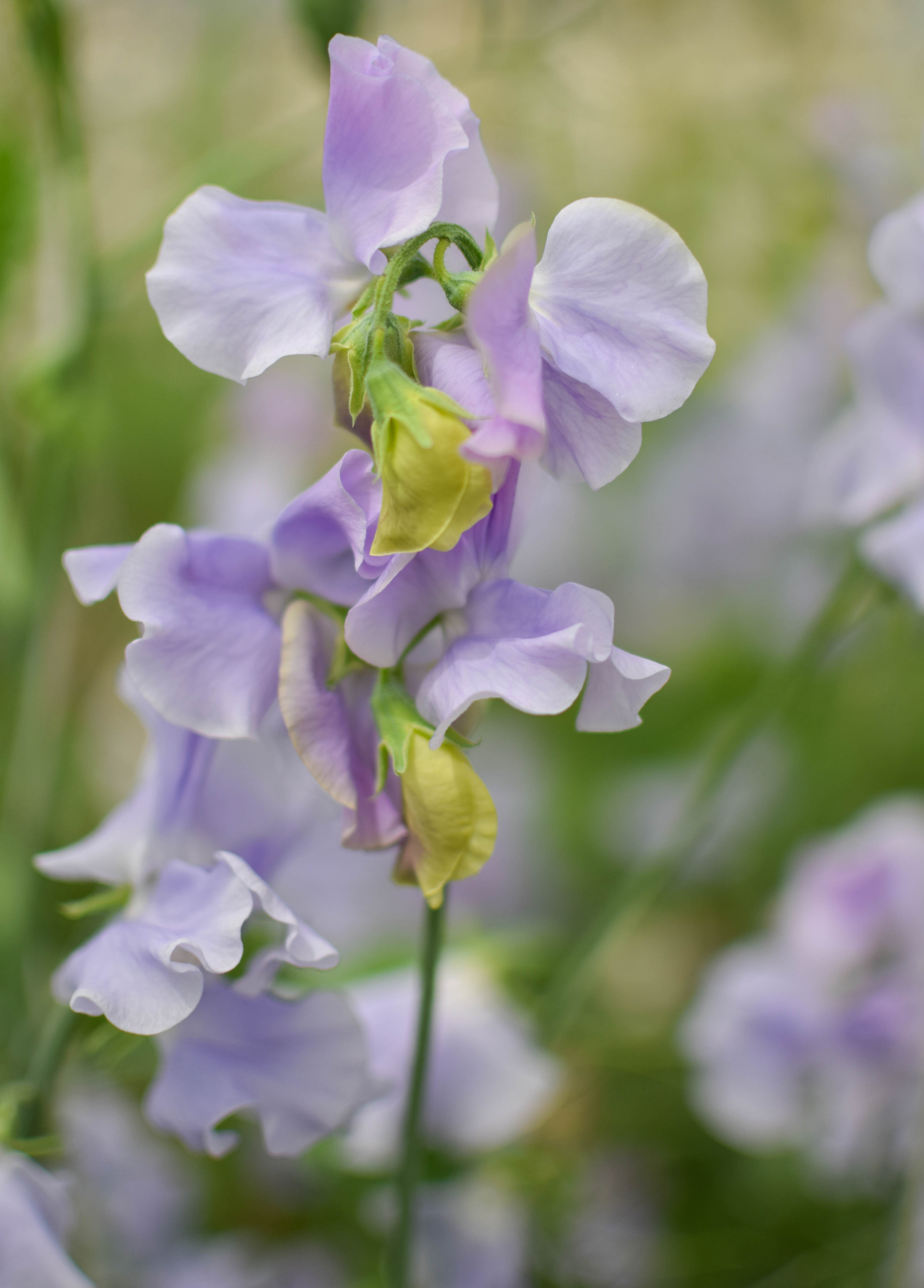 Sweet Pea Lathyrus odoratus Charlies Angels 4-1 – Zoe Woodward Gardening