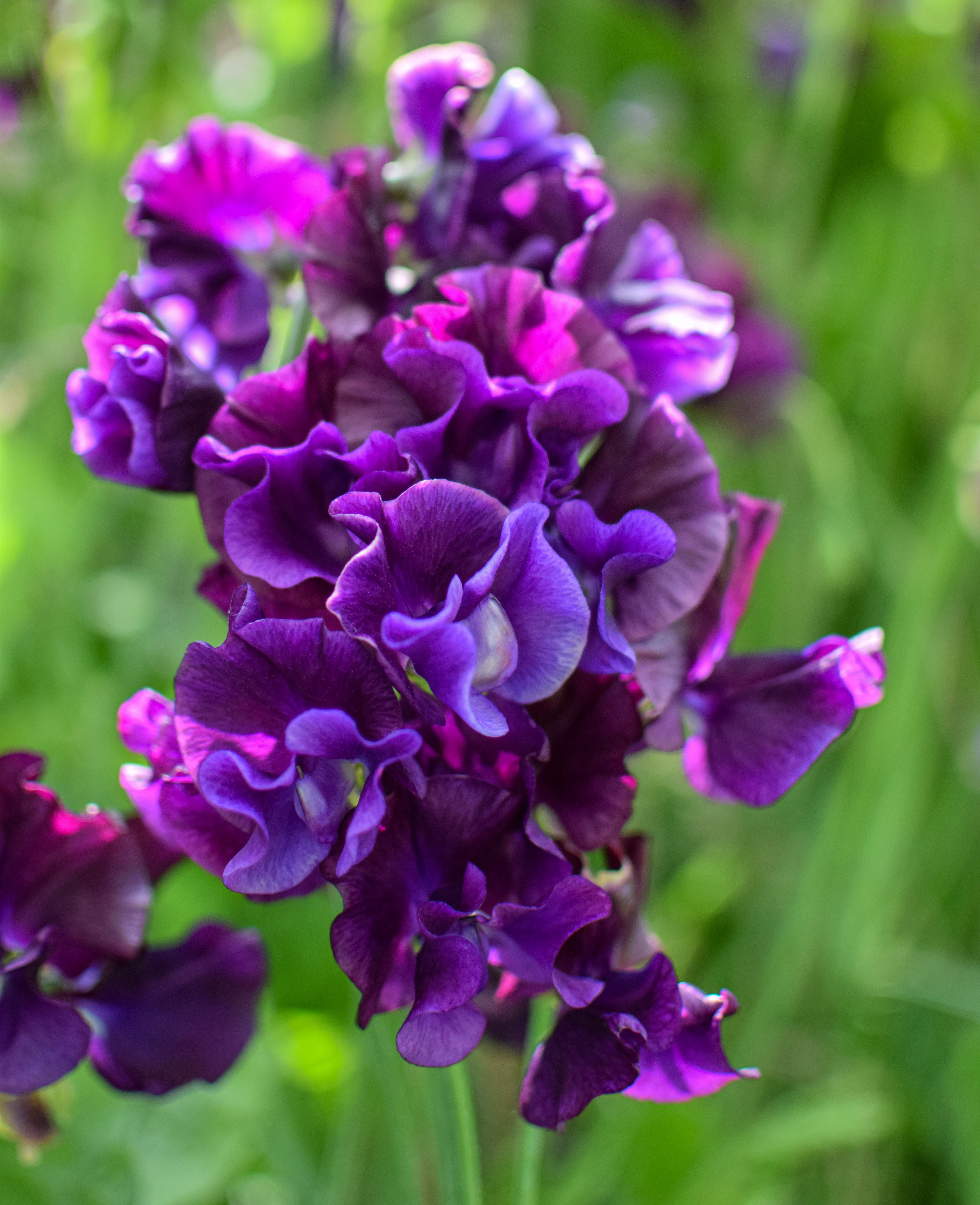 Sweet Pea Lathyrus odoratus ‘Just Jenny’ Sweetpea, Sweet peas – Zoe ...