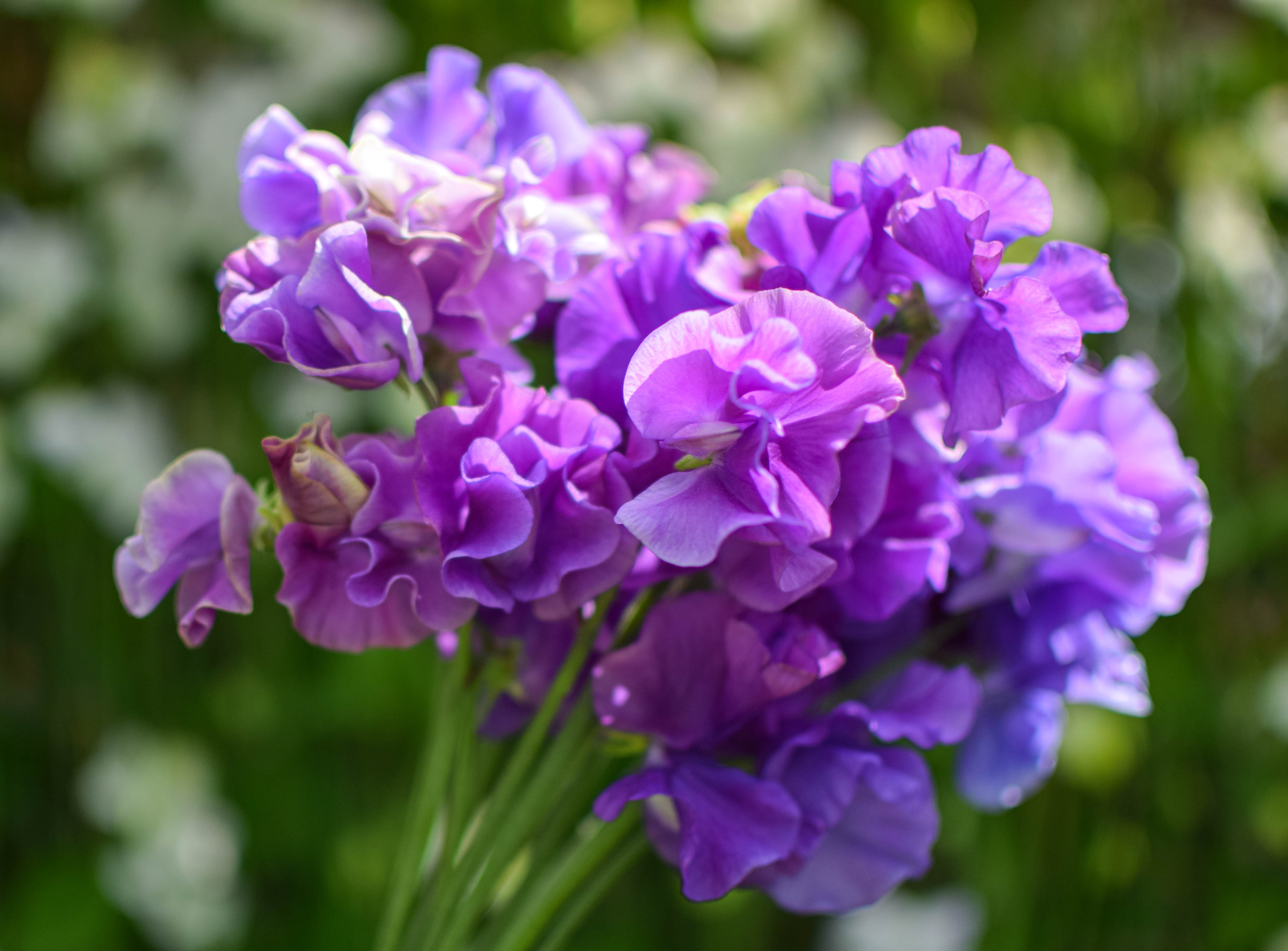 Sweet Pea Lathyrus odoratus Katie Alice 1-1 – Zoe Woodward Gardening