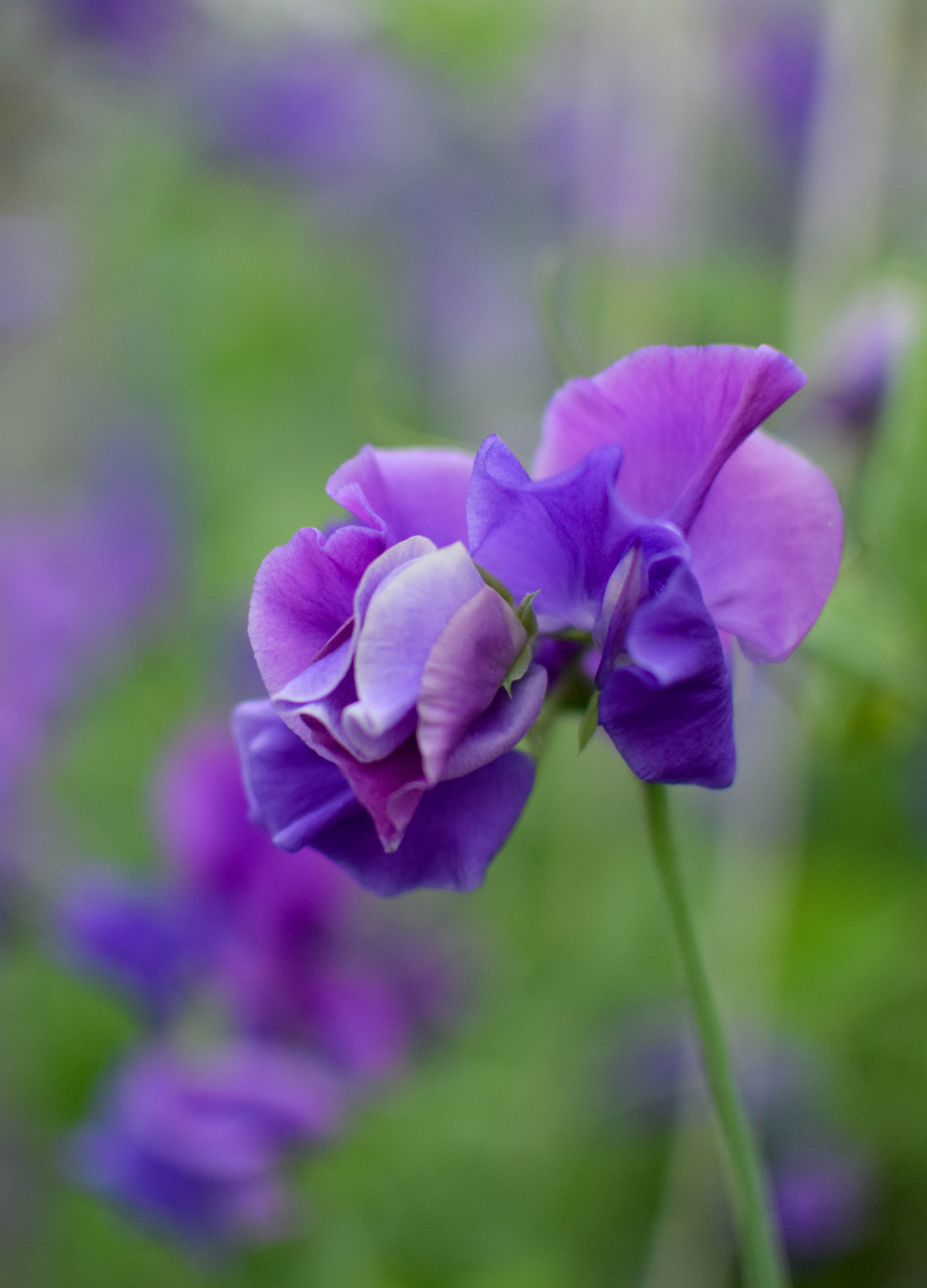 Sweet Pea Lathyrus odoratus Katie Alice Crop-1 – Zoe Woodward Gardening
