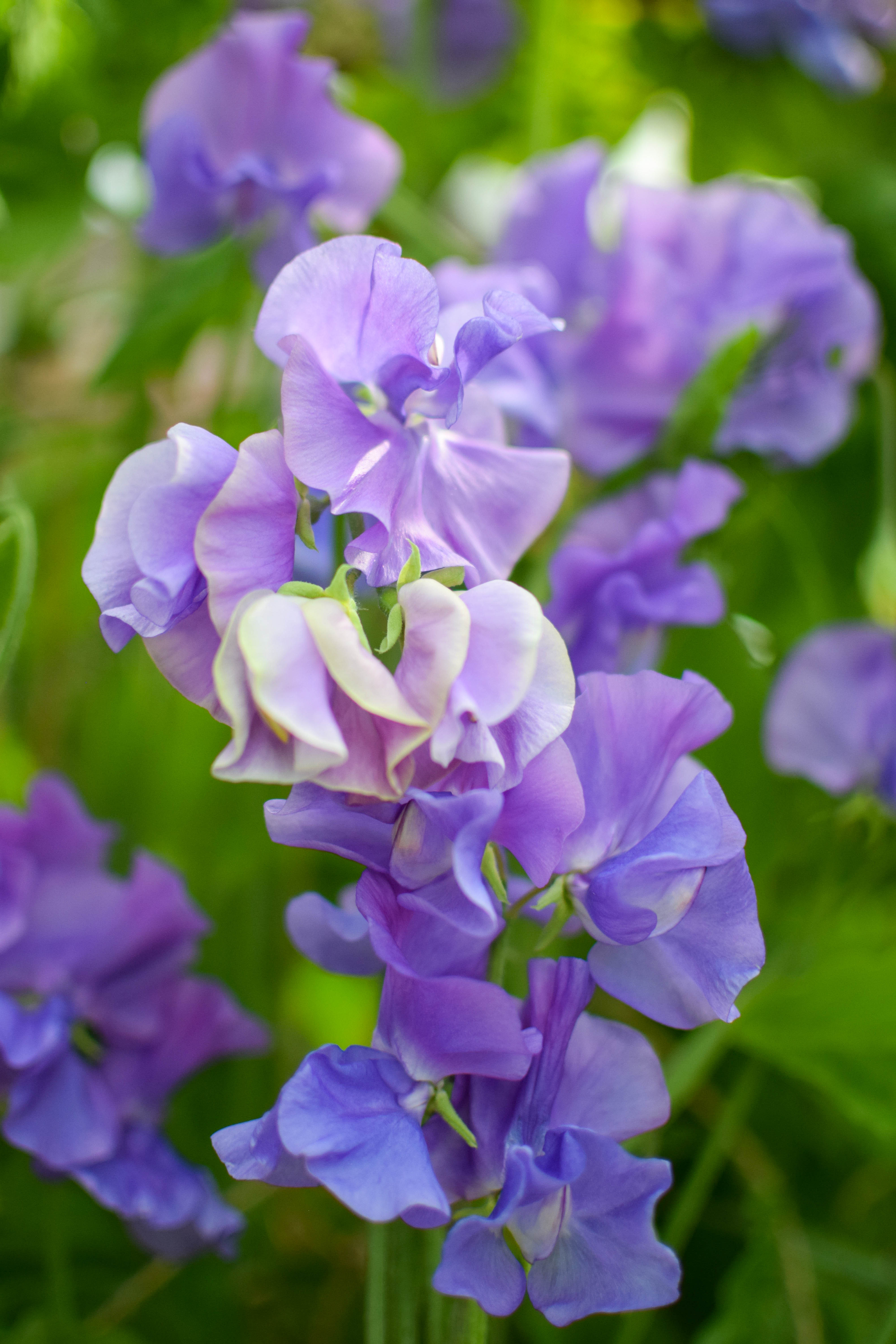 Sweet Pea Lathyrus odoratus ‘Charlie’s Angels’ – Zoe Woodward Gardening