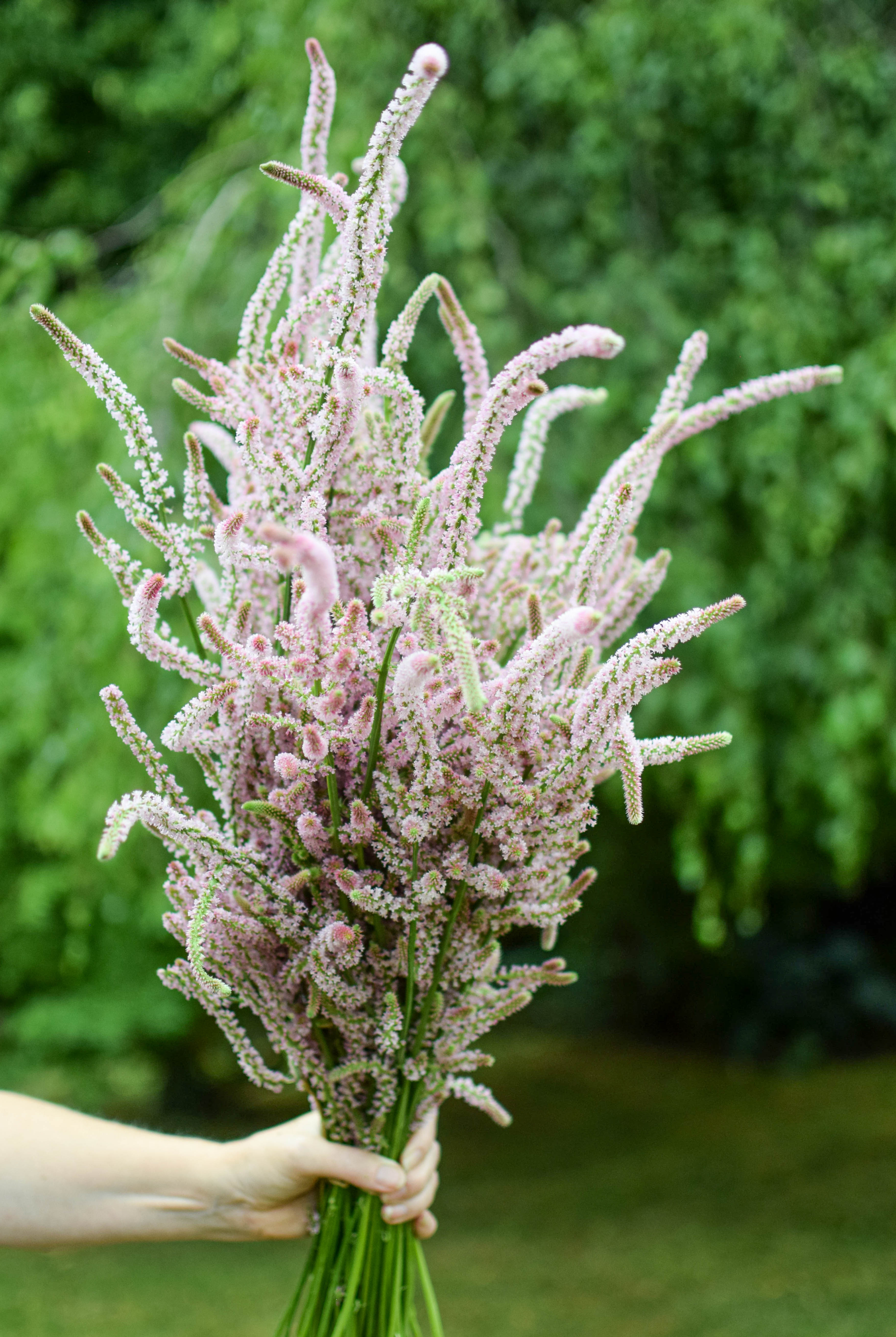 Statice Pink Pokers 1-1 – Zoe Woodward Gardening