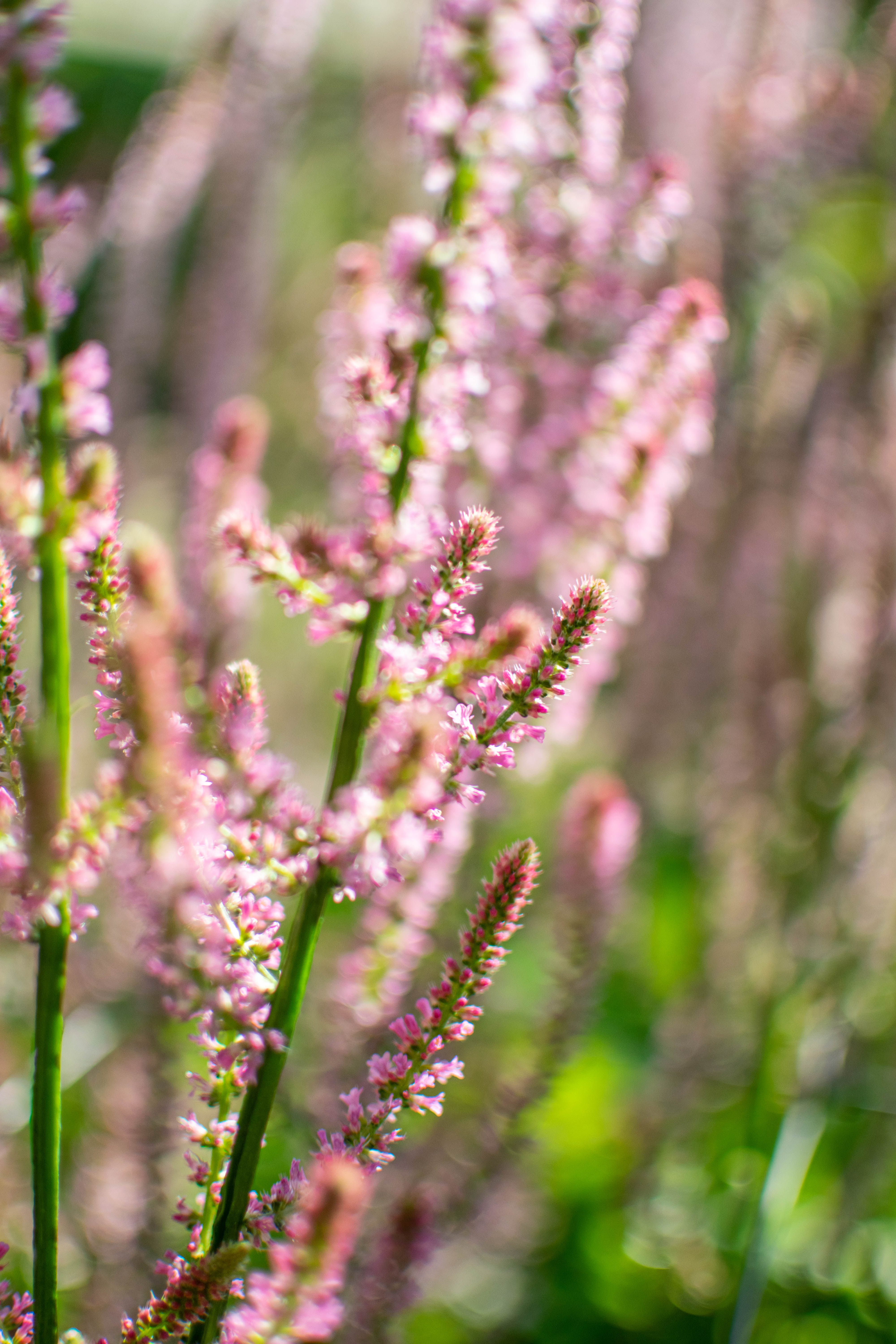Statice Pink Pokers 6-1 – Zoe Woodward Gardening