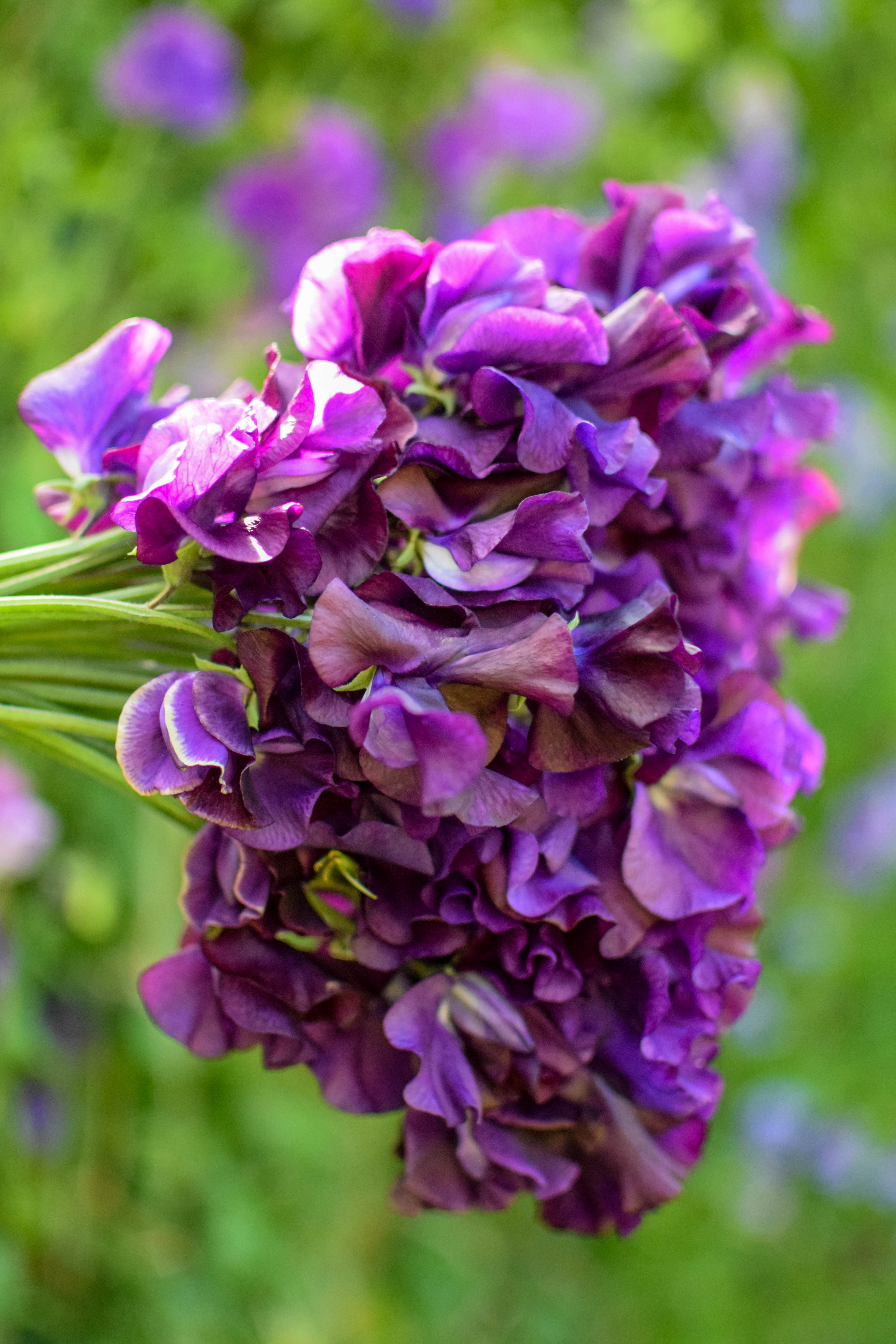 Sweet Pea Lathyrus odoratus ‘Just Jenny’ Sweetpea, Sweet peas – Zoe ...
