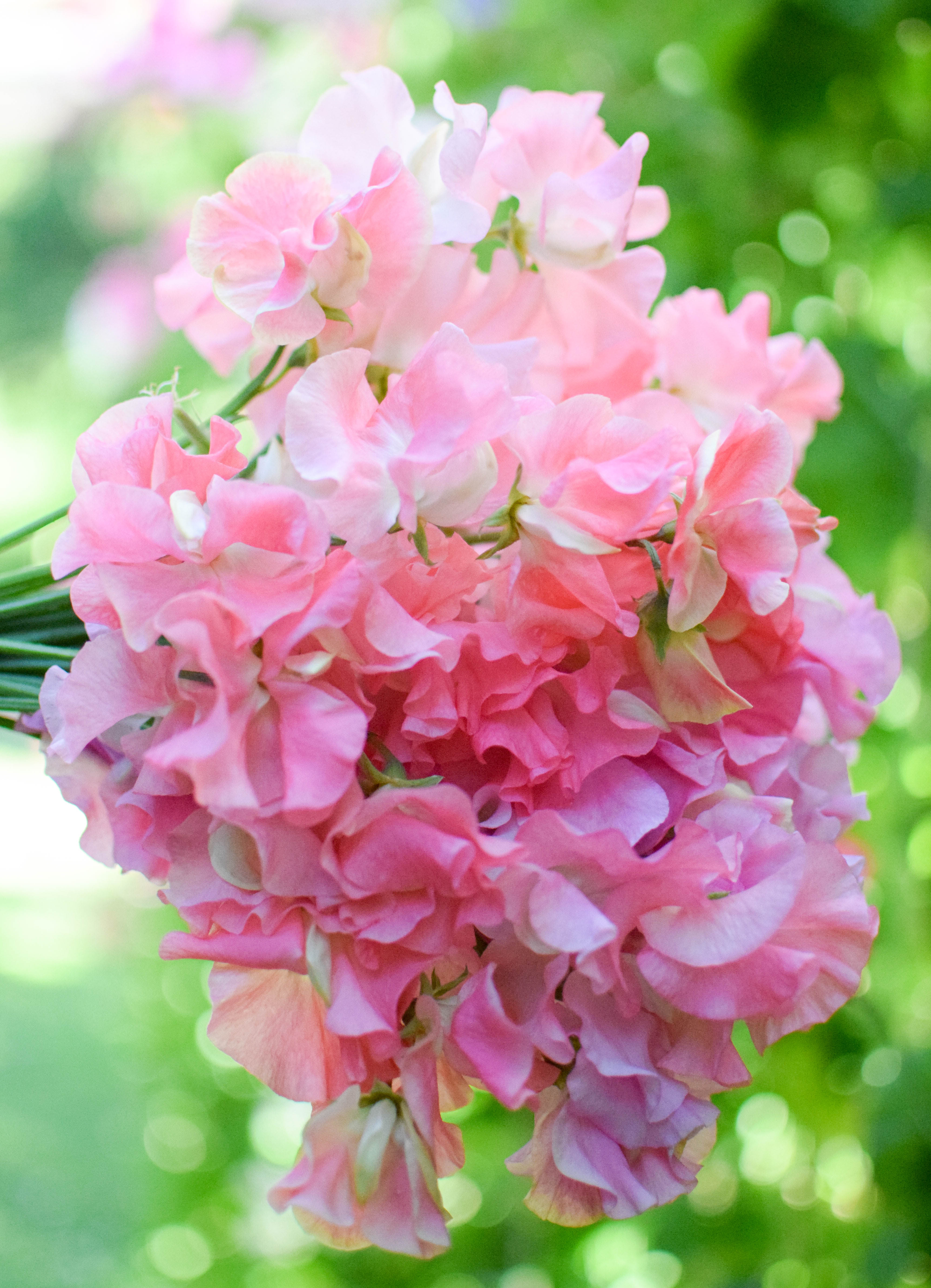 Sweet Pea Lathyrus odoratus William and Catherine 6-1 – Zoe Woodward ...