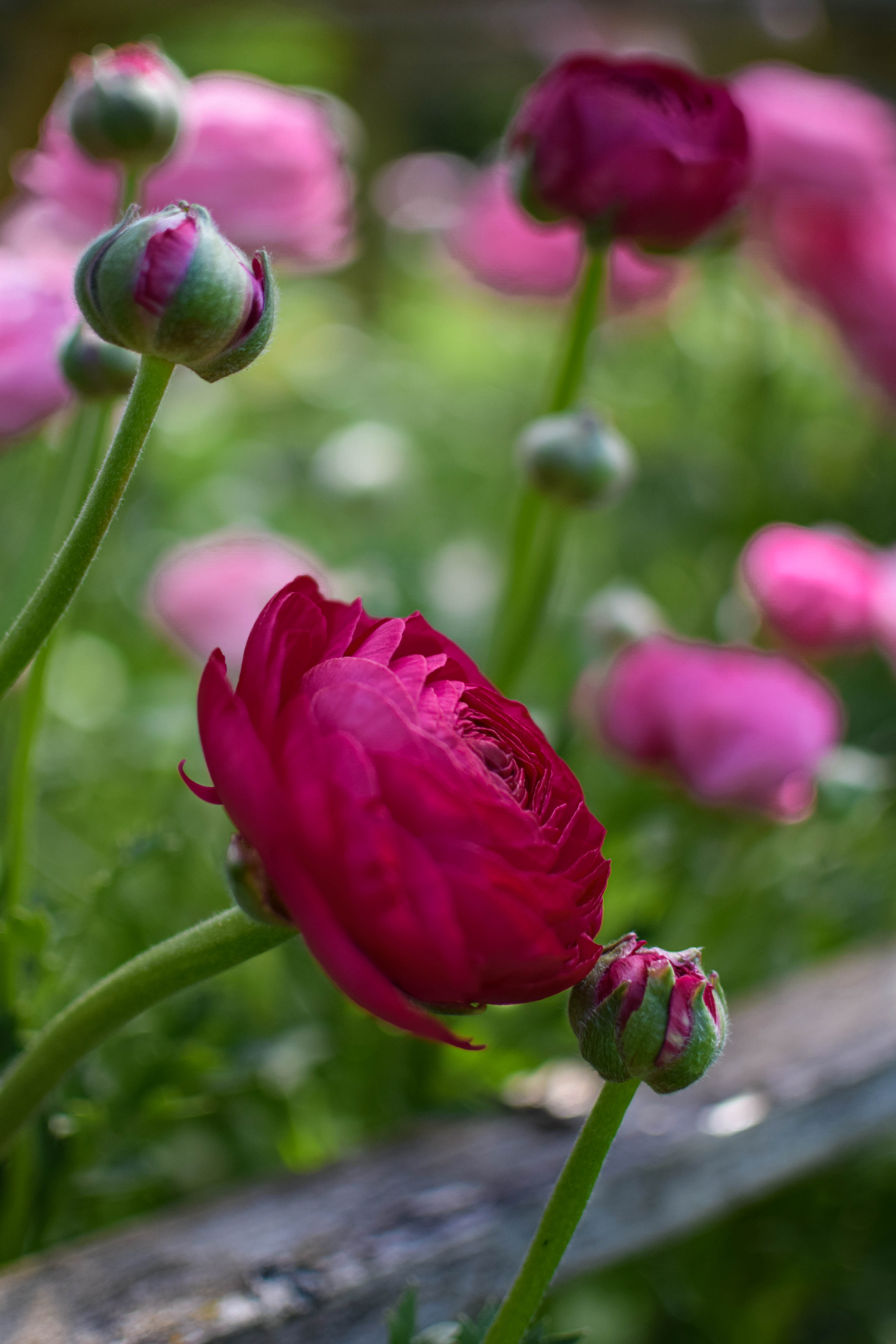 Ranunculus Bon Bon – Zoe Woodward Gardening