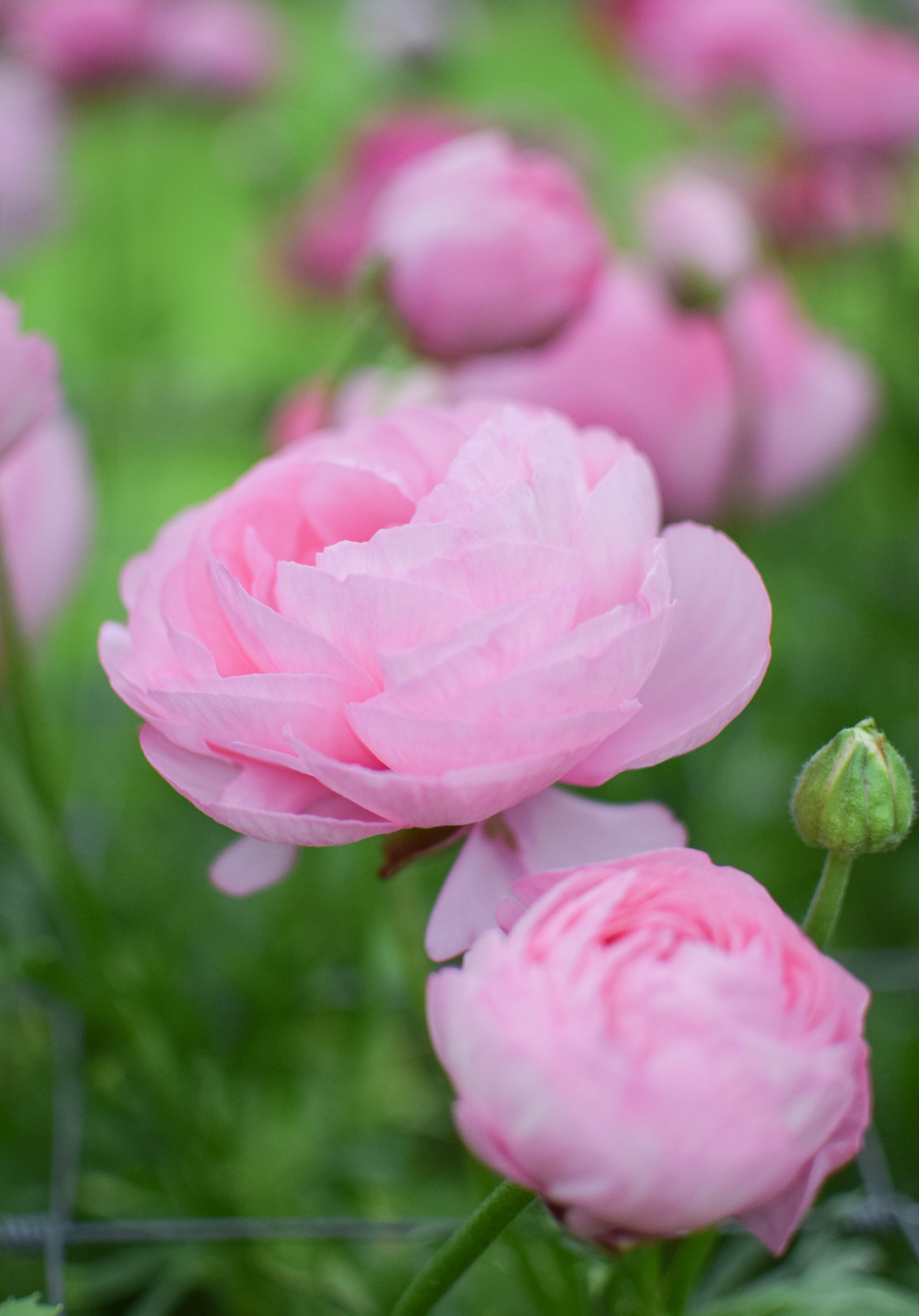 Ranunculus Pink Perfect-1 – Zoe Woodward Gardening