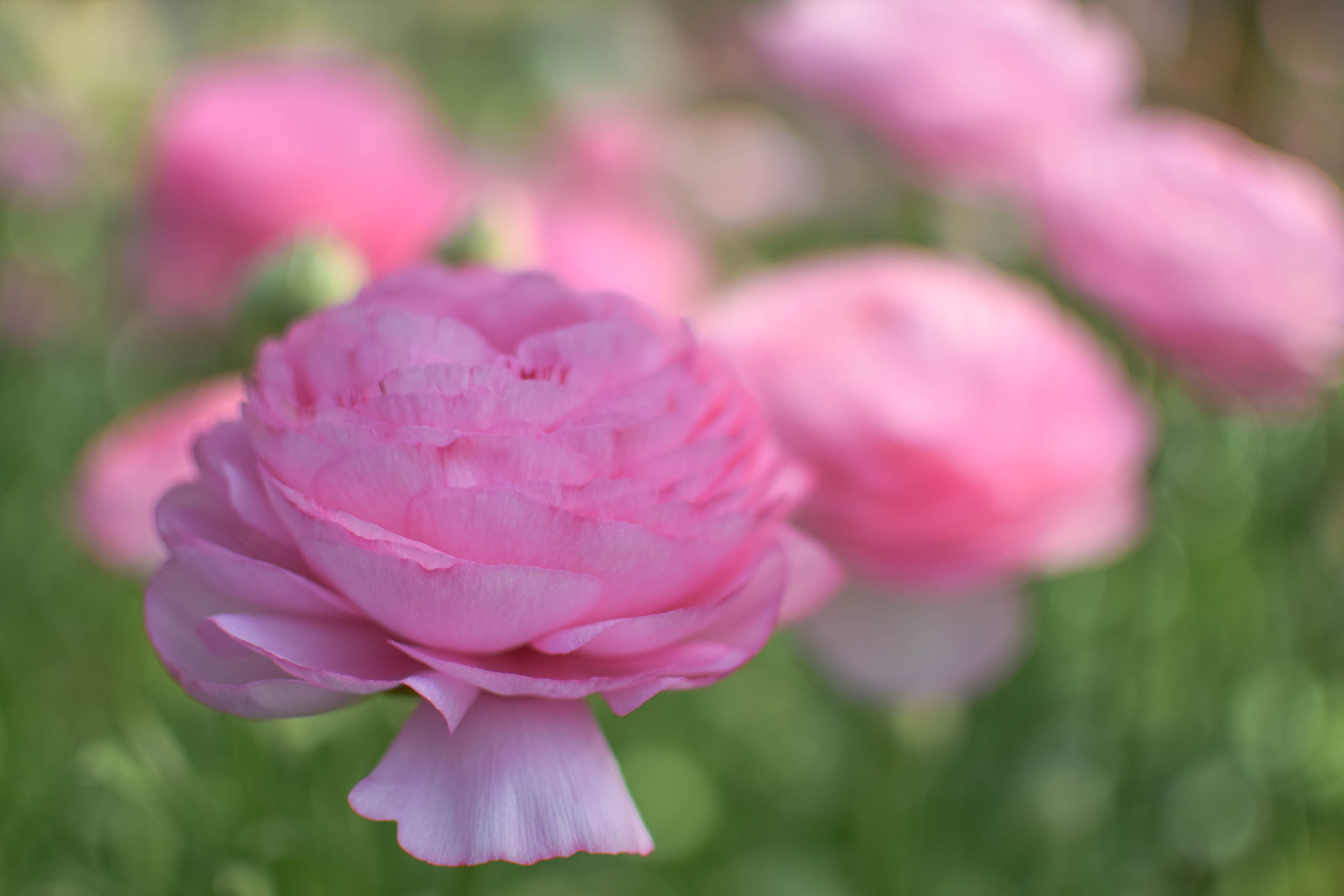 Ranunculus Pink Perfection 4-1 – Zoe Woodward Gardening