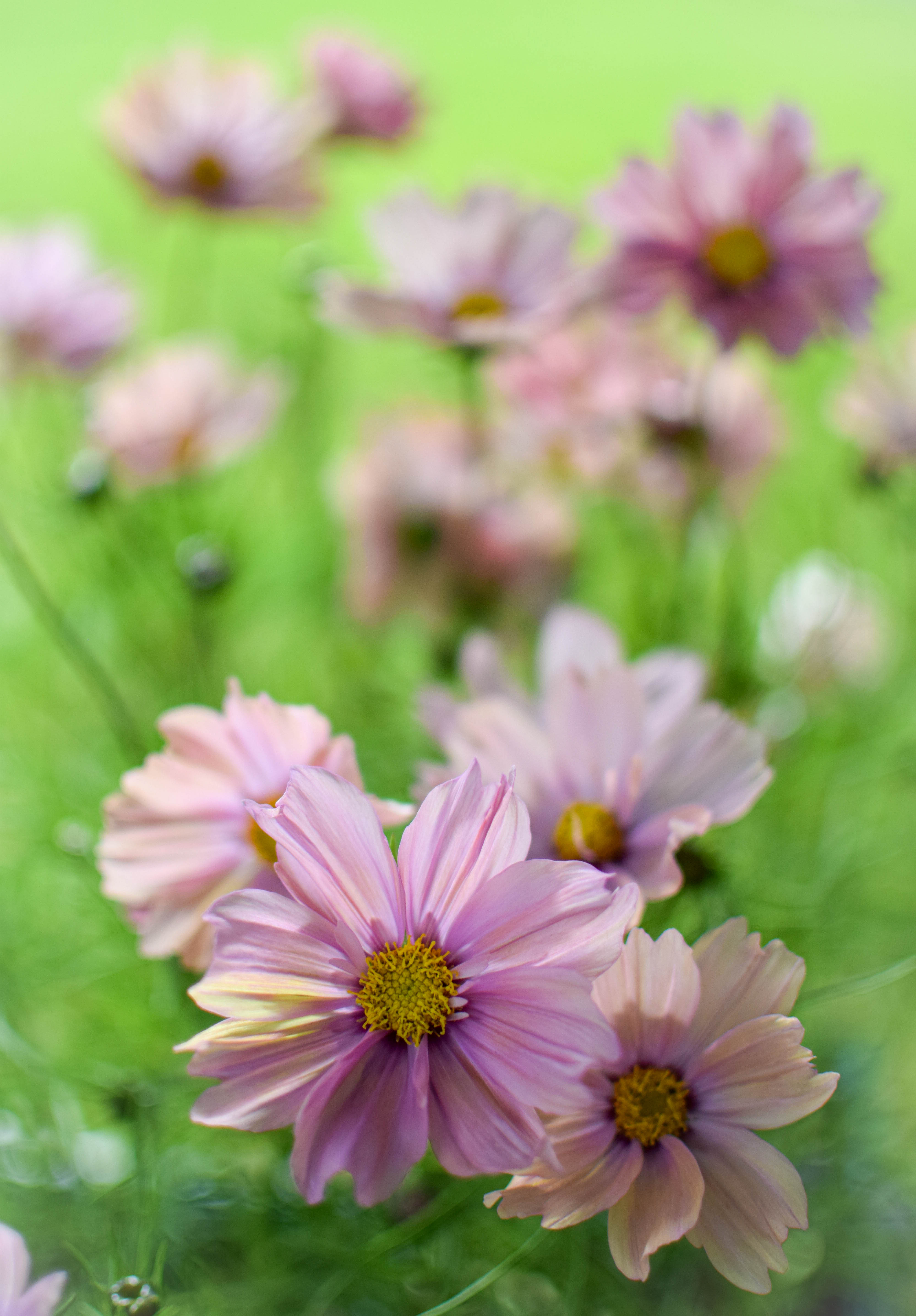 Cosmos Apricot 1 – Zoe Woodward Gardening