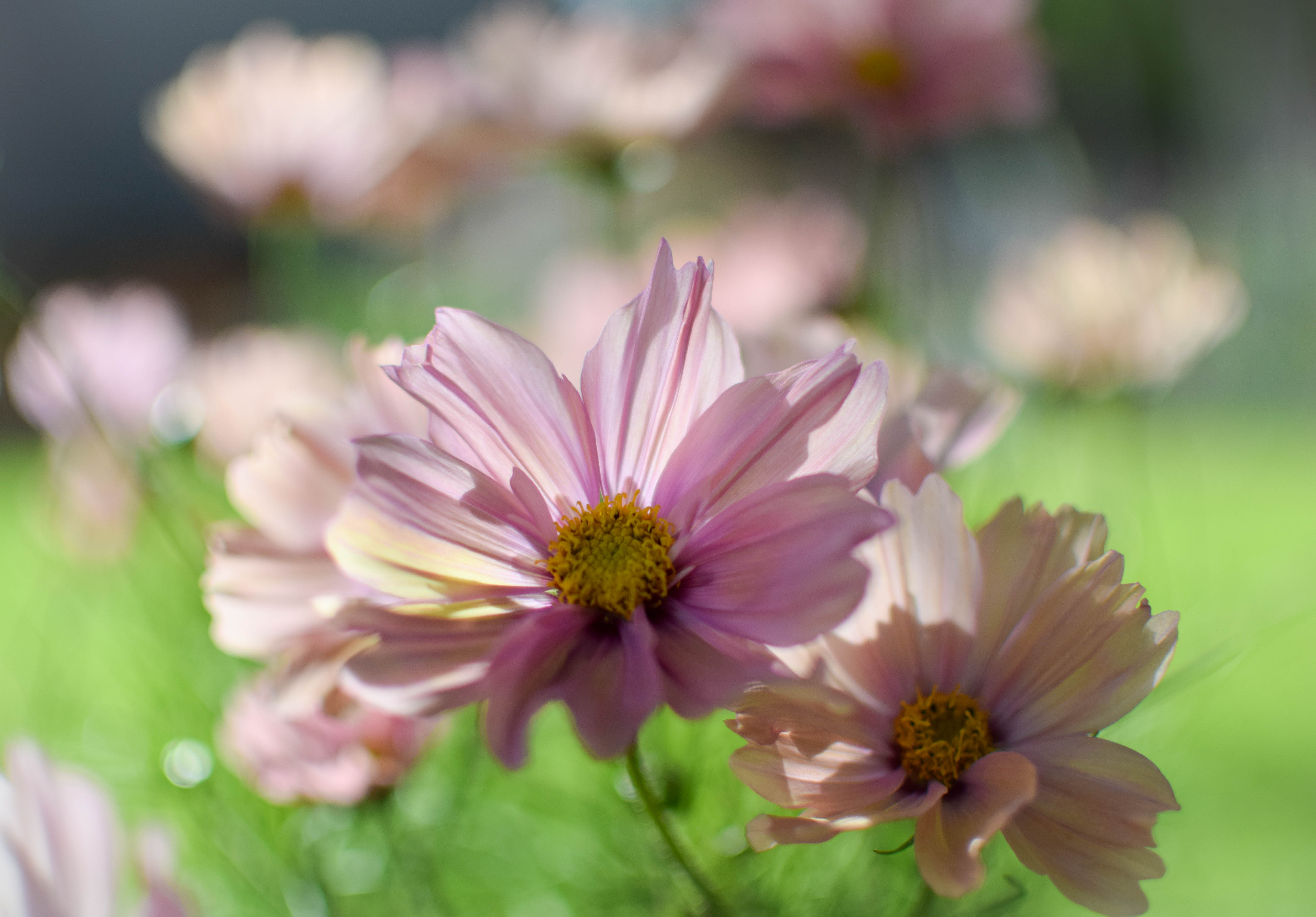 Cosmos Apricot 2 – Zoe Woodward Gardening
