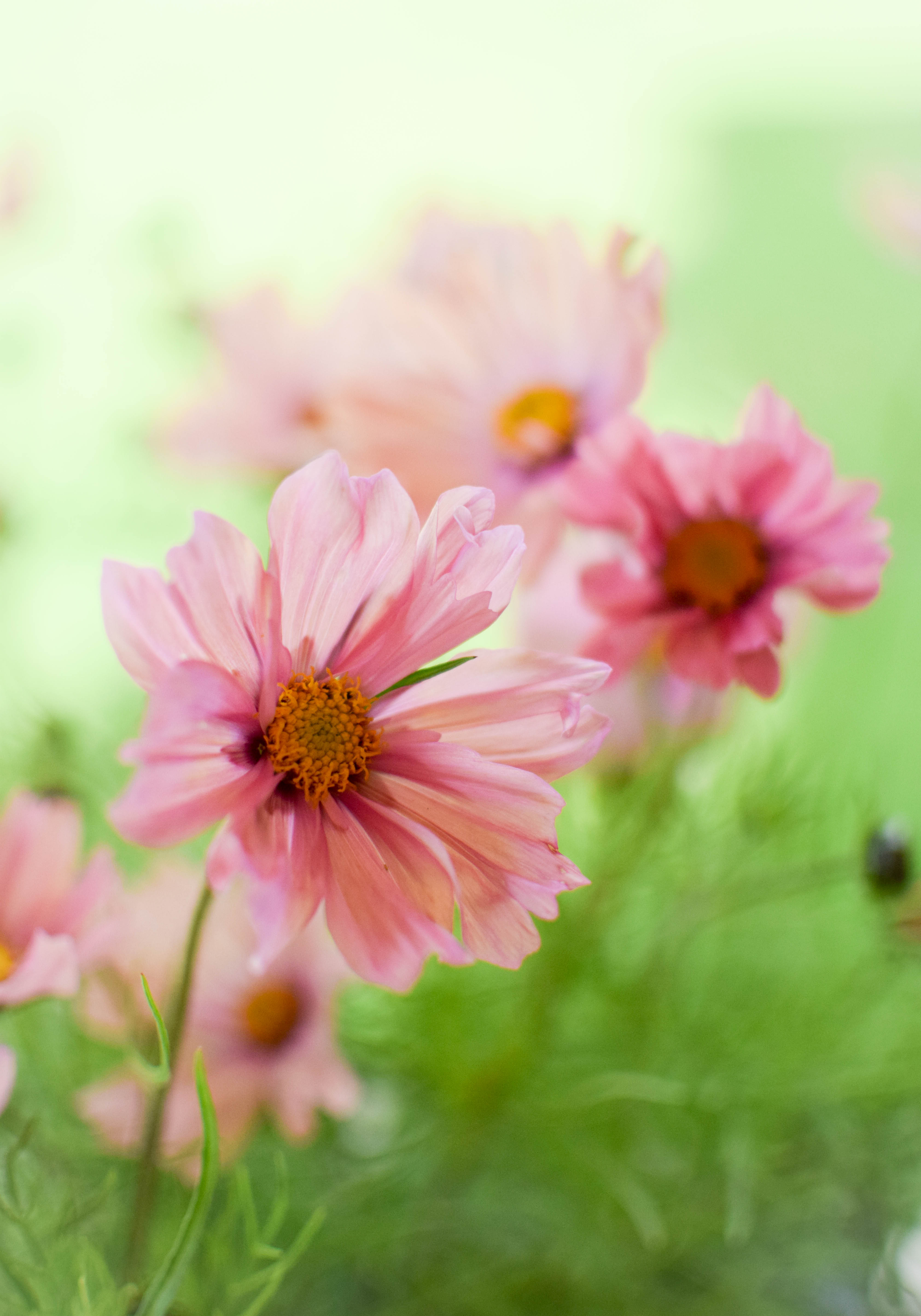 Cosmos Apricot 5 – Zoe Woodward Gardening
