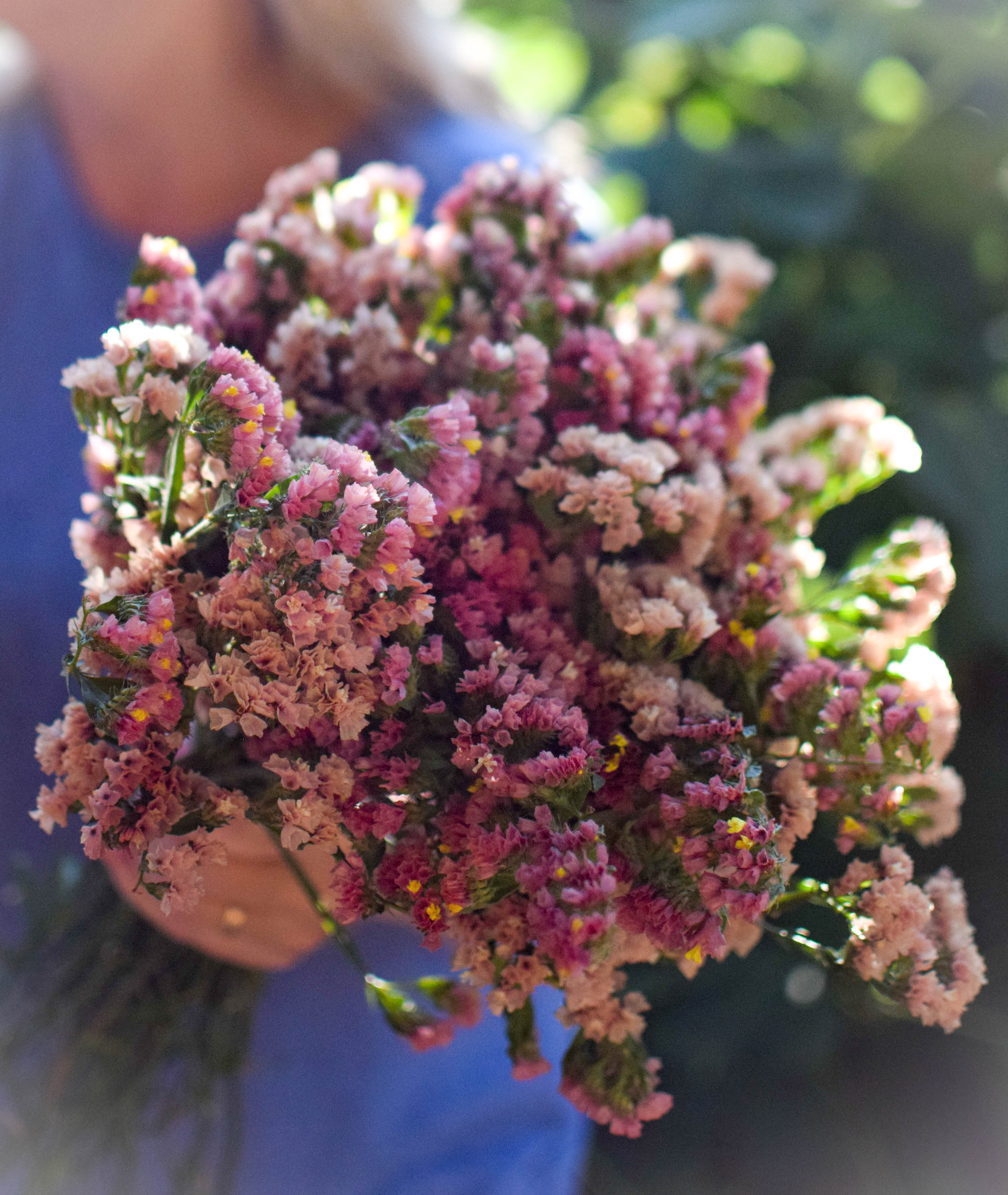 Statice ‘Apricot’ Limonium sinuatum – Zoe Woodward Gardening