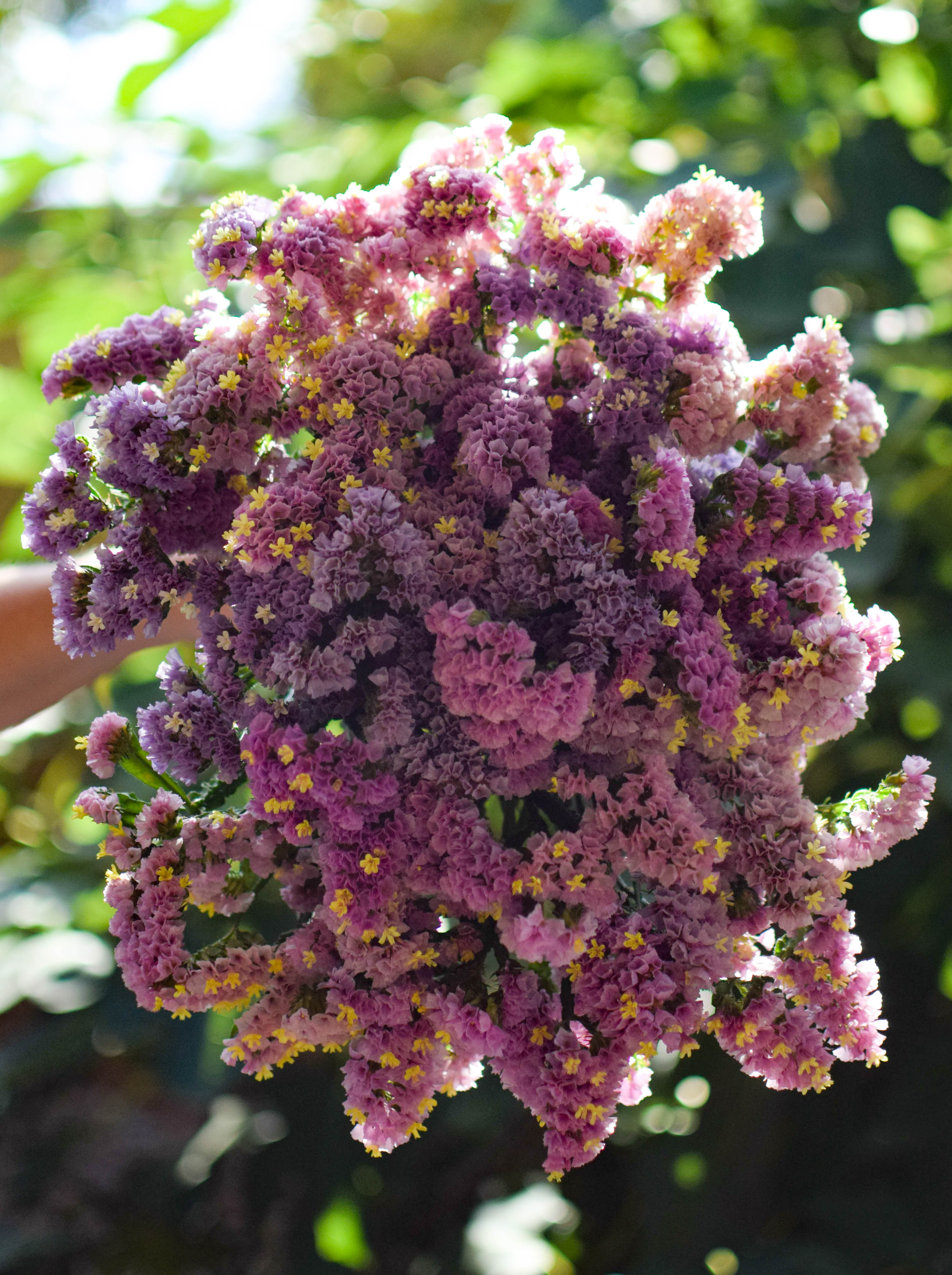 Statice Happy Lavender 1 – Zoe Woodward Gardening