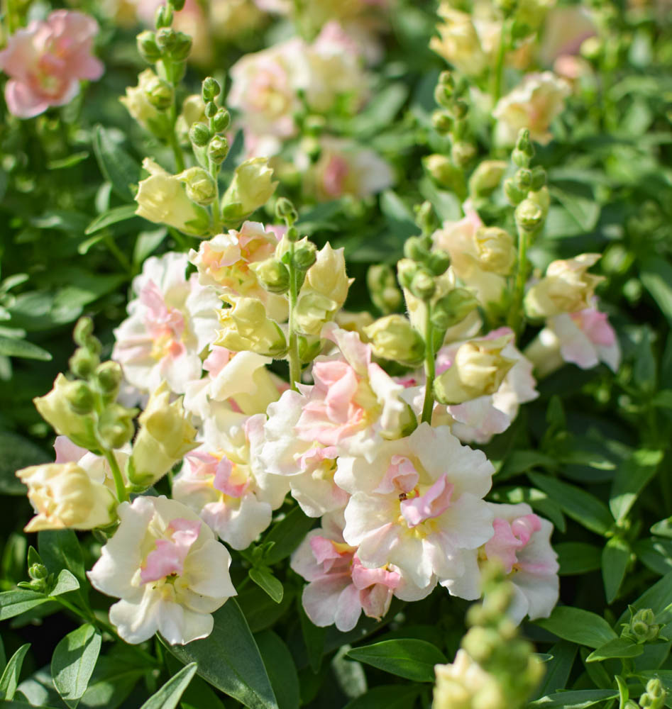 Mini Butterfly Snapdragons-1-15 – Zoe Woodward Gardening