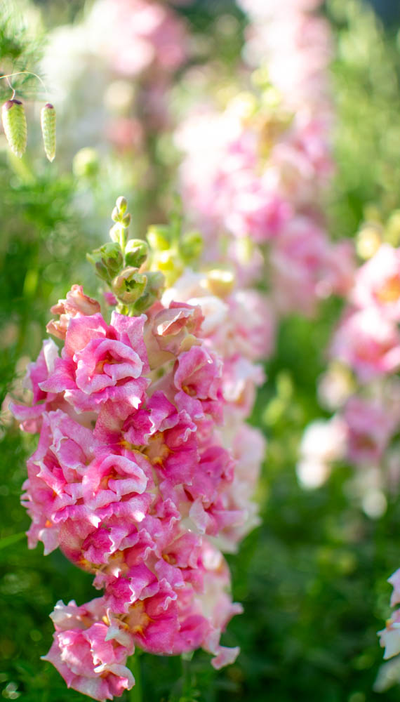 Mini Butterfly Snapdragon (Antirrhinum majus) (Snapdragons) Blush-1-3 ...