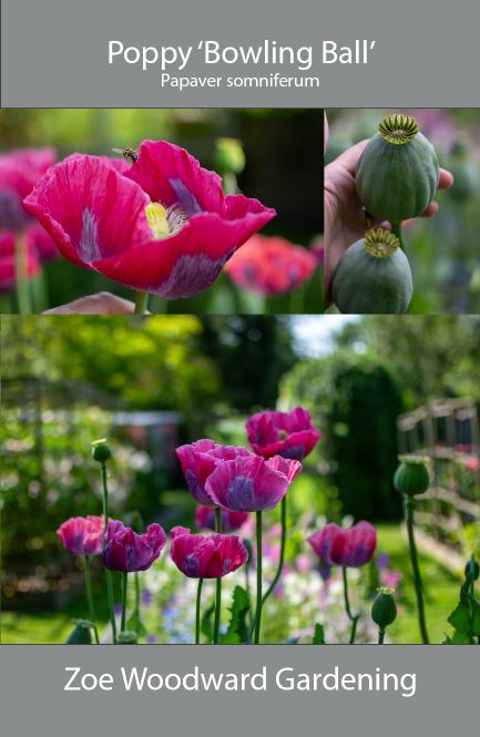 Poppy ‘Bowling Ball’ papaver somniferum Trio – Zoe Woodward Gardening