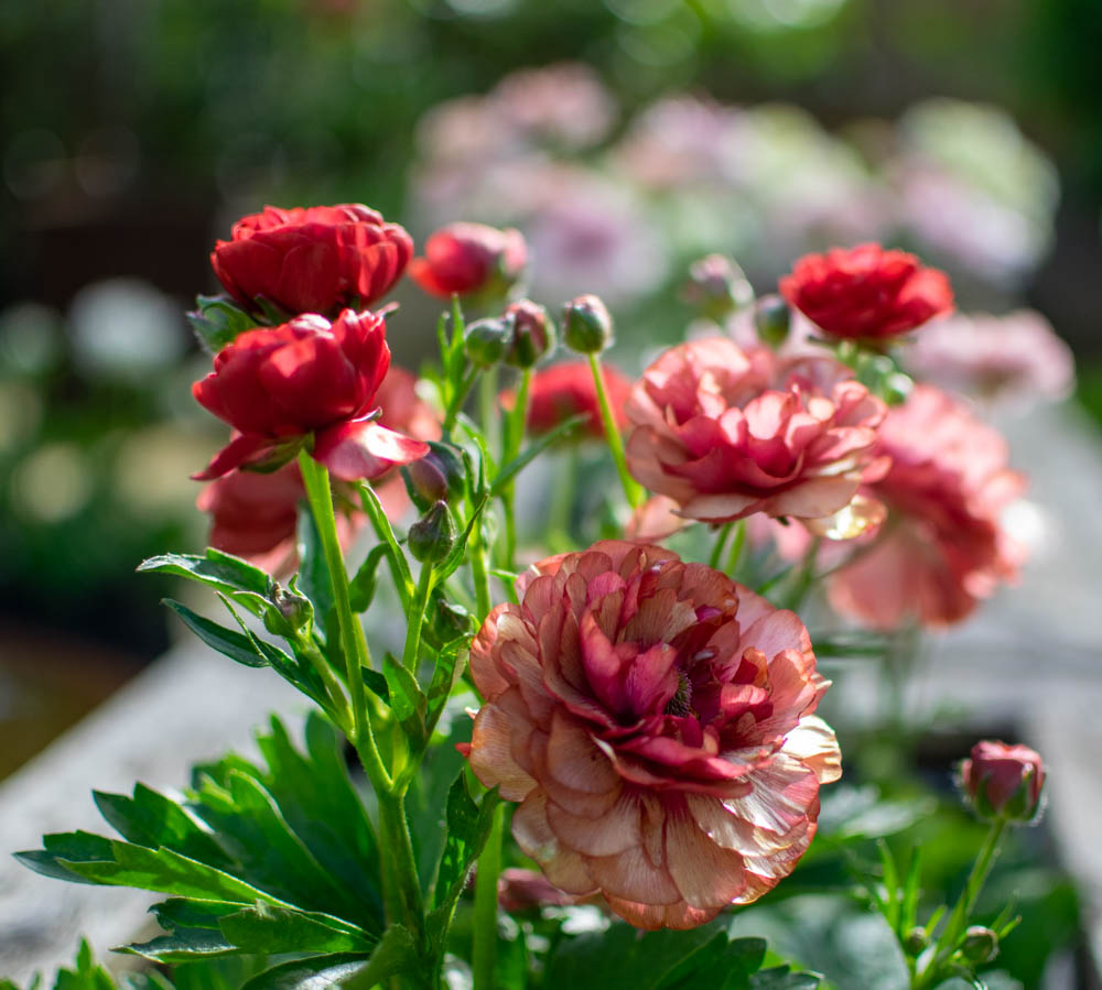 New Ranunculus Butterfly™ (Cut Flower) Musa – Zoe Woodward Gardening