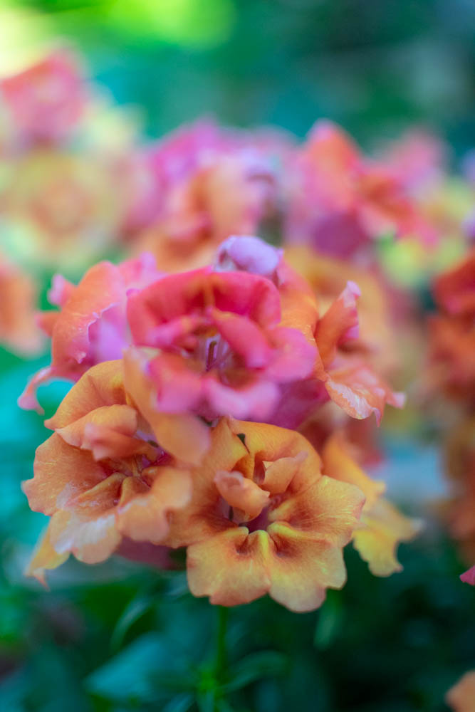 Mini Butterfly Snapdragon (Antirrhinum majus) (Snapdragons) Sunset ...
