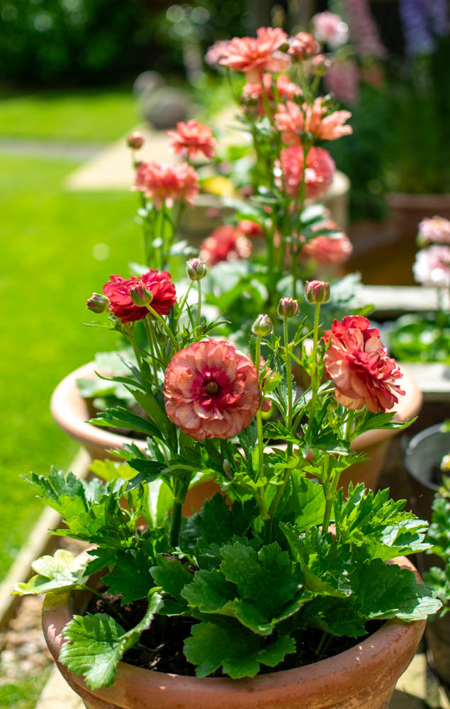 Ranunculus Butterfly™ (Cut Flower) Musa ®’-1 – Zoe Woodward Gardening