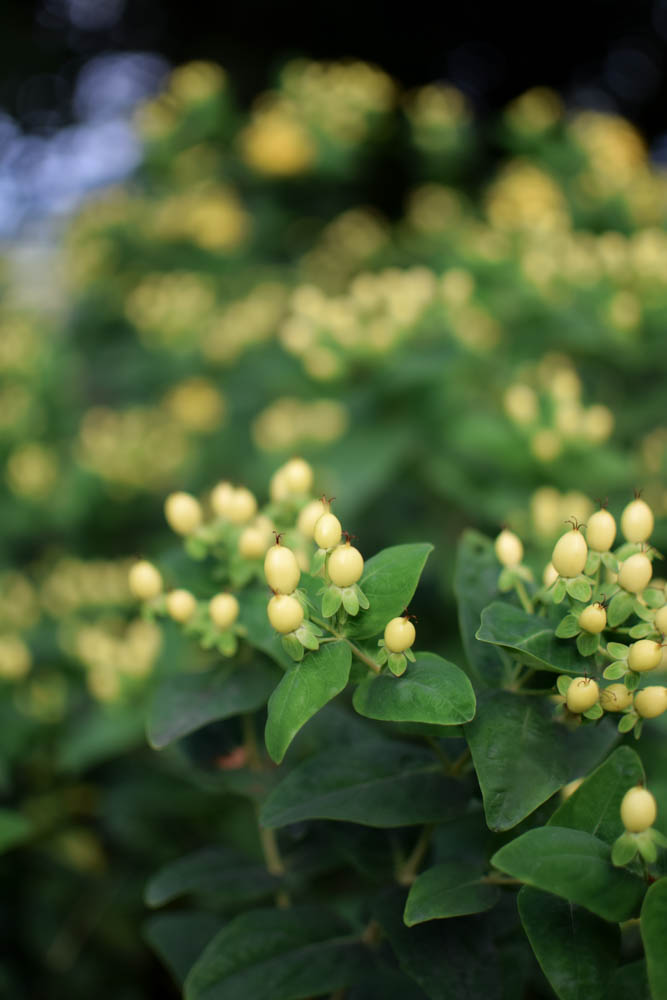 Hypericum – Zoe Woodward Gardening