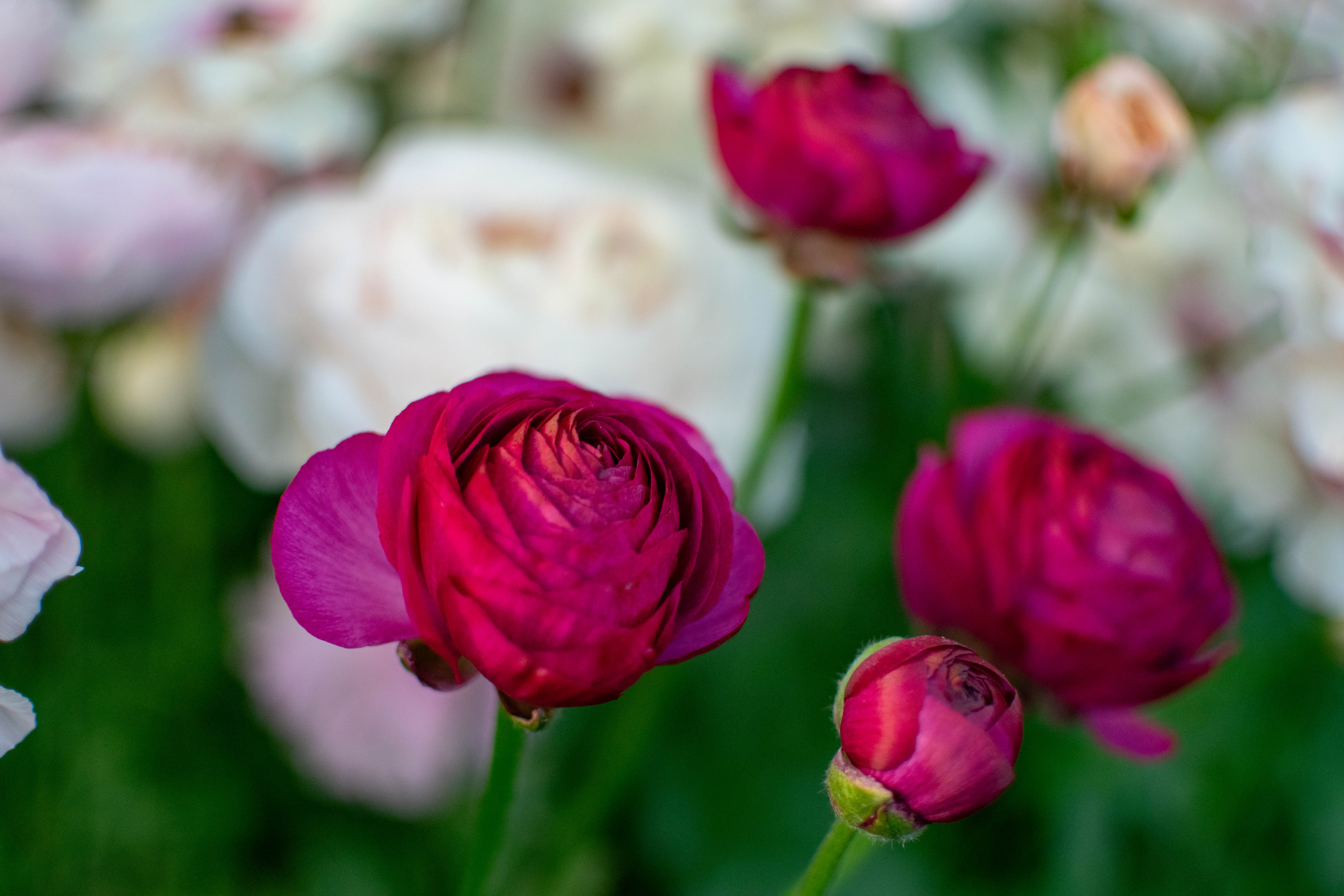 Ranunculus Chocolate – Zoe Woodward Gardening